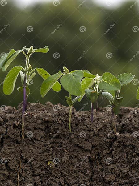 Young Soybean Plants with Roots in the Soil Stock Image - Image of ...
