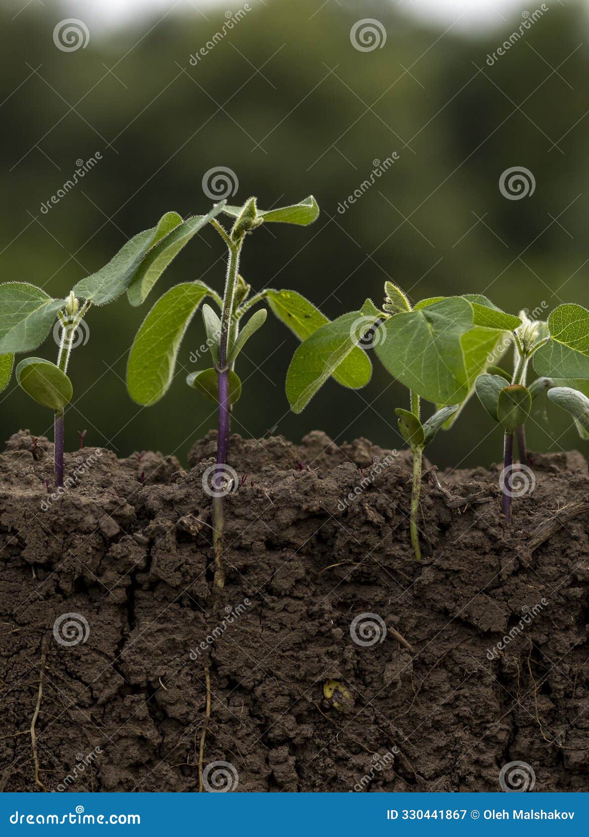 Young Soybean Plants with Roots in the Soil Stock Image - Image of root ...
