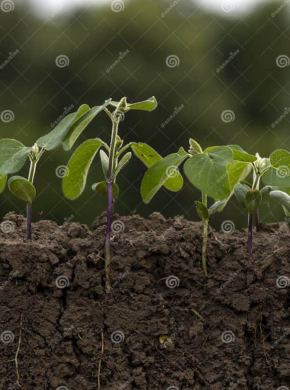 Young Soybean Plants with Roots in the Soil Stock Image - Image of root ...
