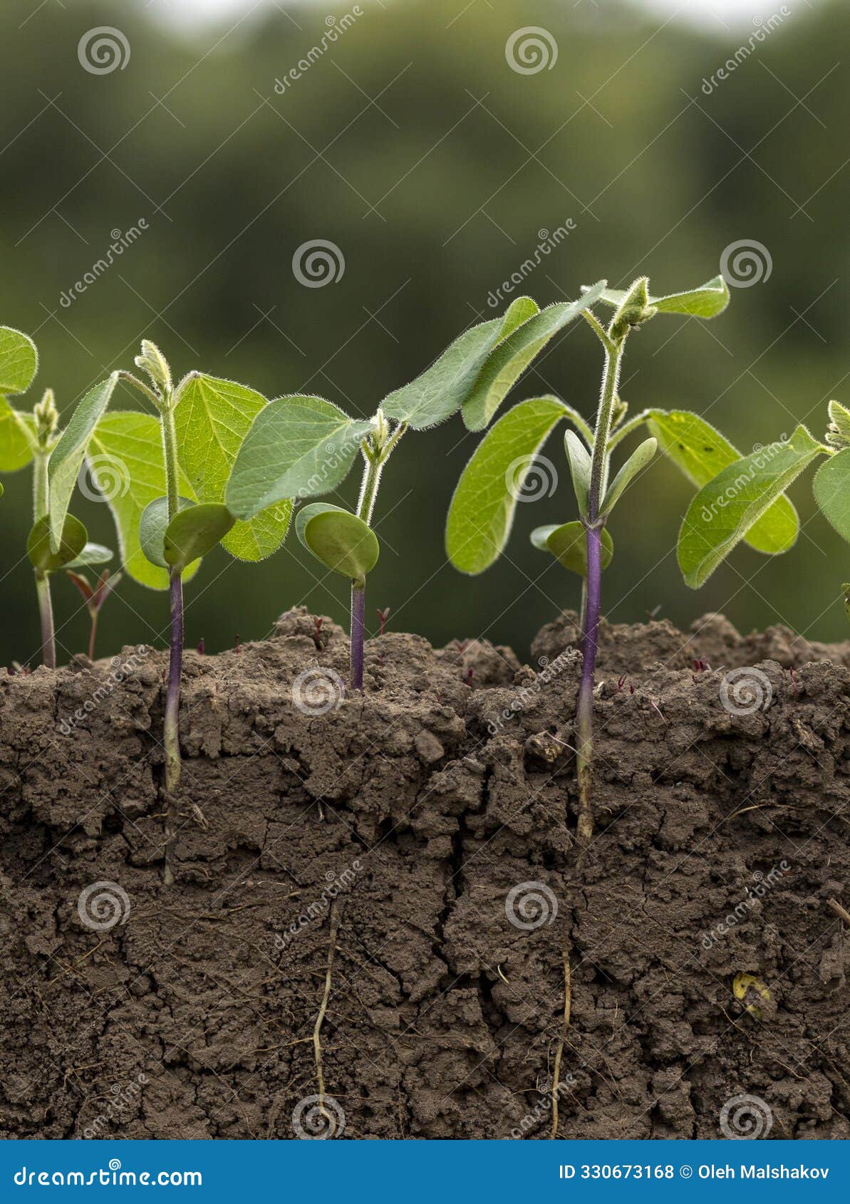 Young Soybean Plants with Roots in the Soil Stock Photo - Image of stem ...