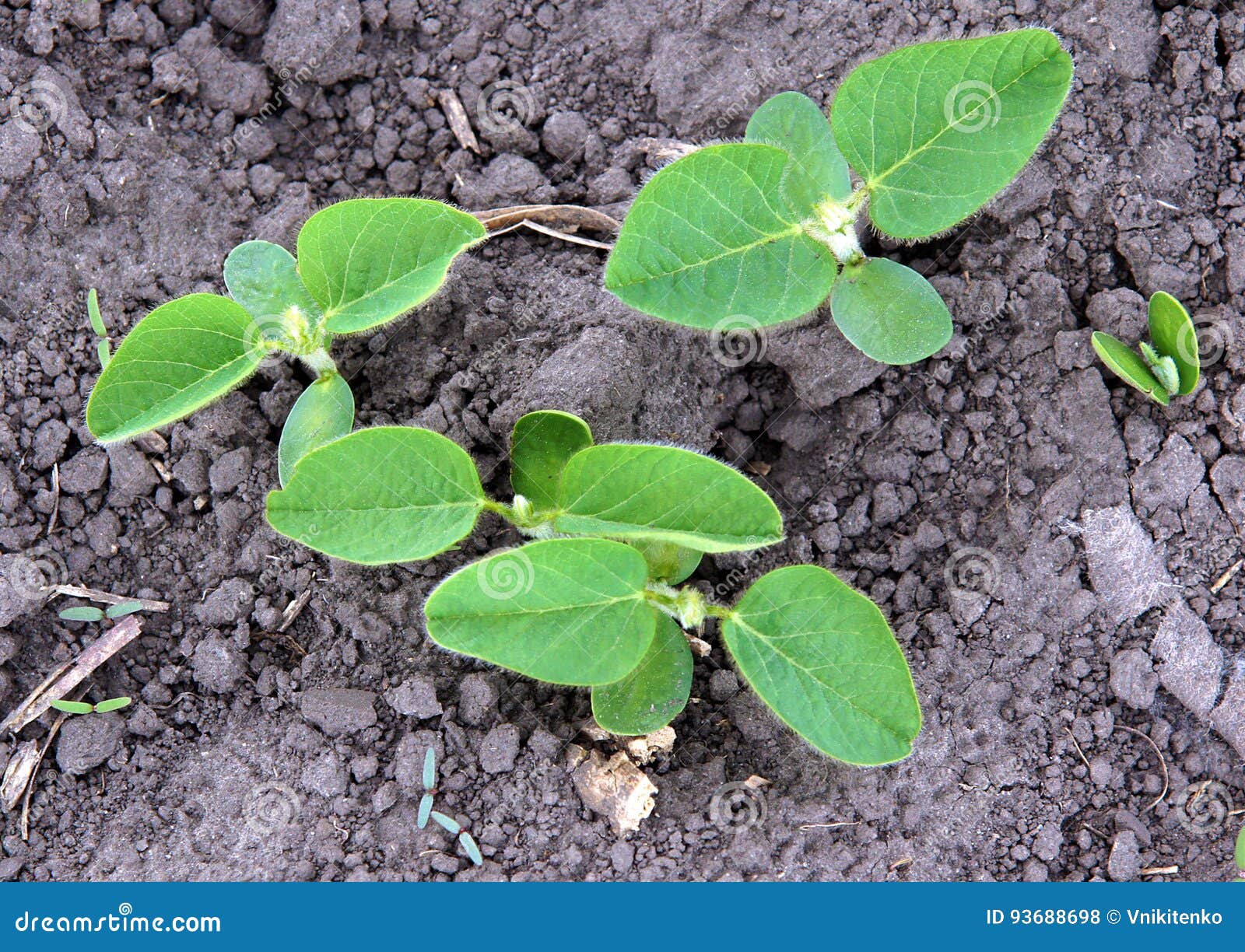 Young soybean shoots stock photo. Image of young, nature - 93688698