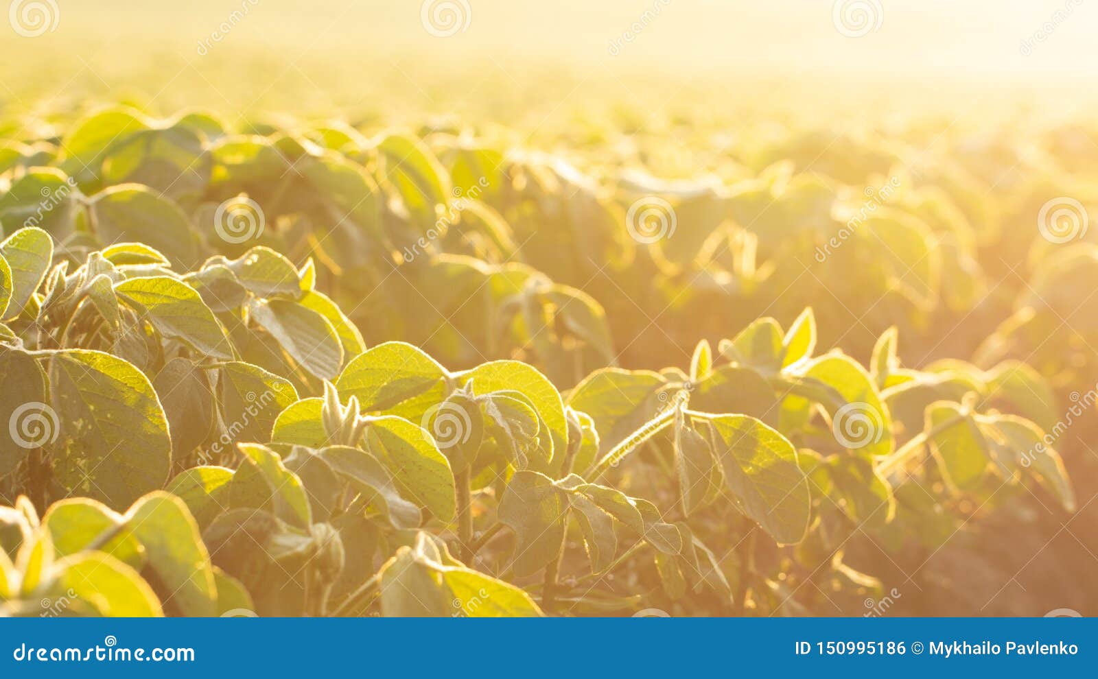 Young Soybean Shoots on the Field in the Sun Stock Photo - Image of ...