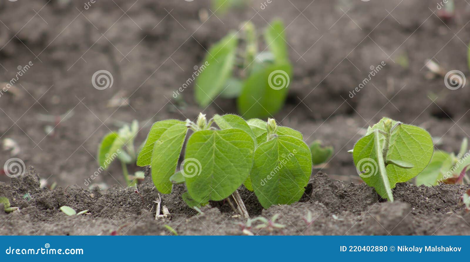 Young Soybean Sprout with the First Leaves Growing from the Soil Stock ...