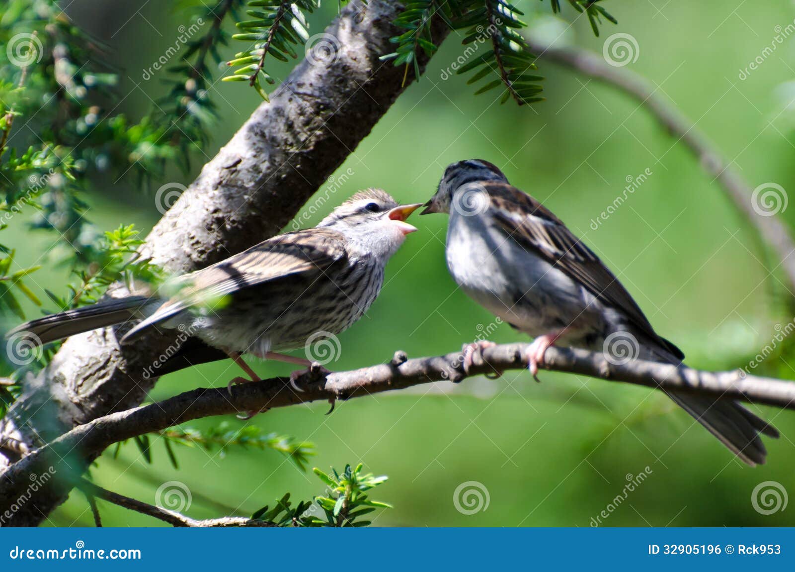 Young Sparrow Being Fed by Its Parent Stock Photo - Image of brown ...