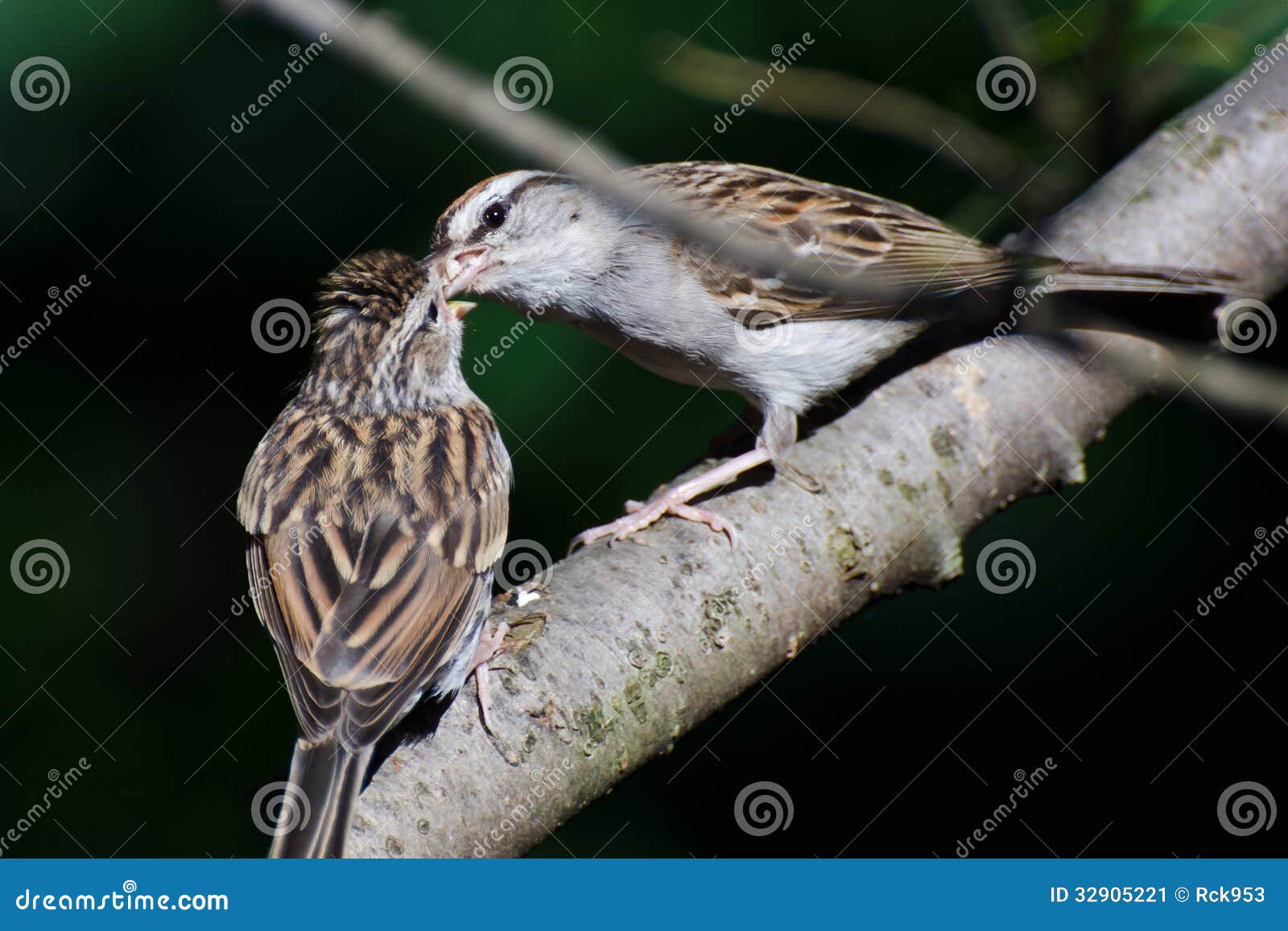 Young Sparrow Being Fed by Its Parent Stock Image - Image of wildlife ...
