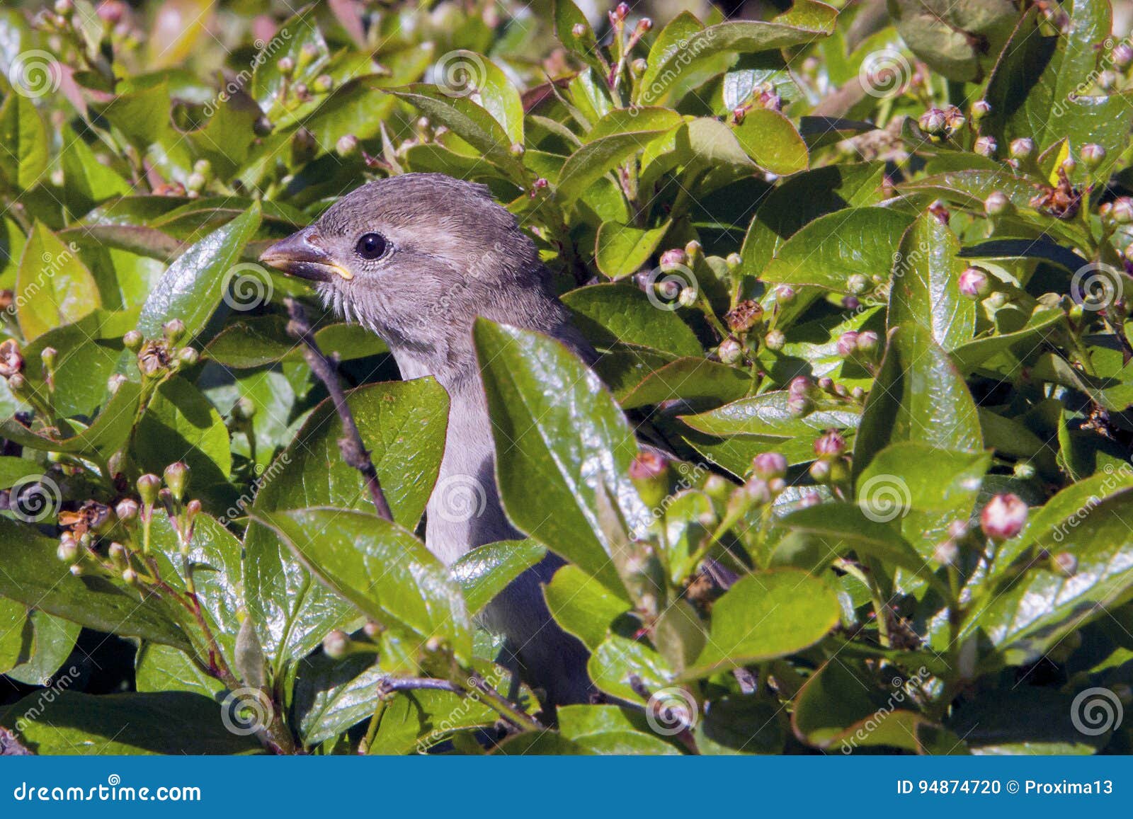 Young Sparrow Chick Hiding in the Foliage of the Bush Stock Photo ...