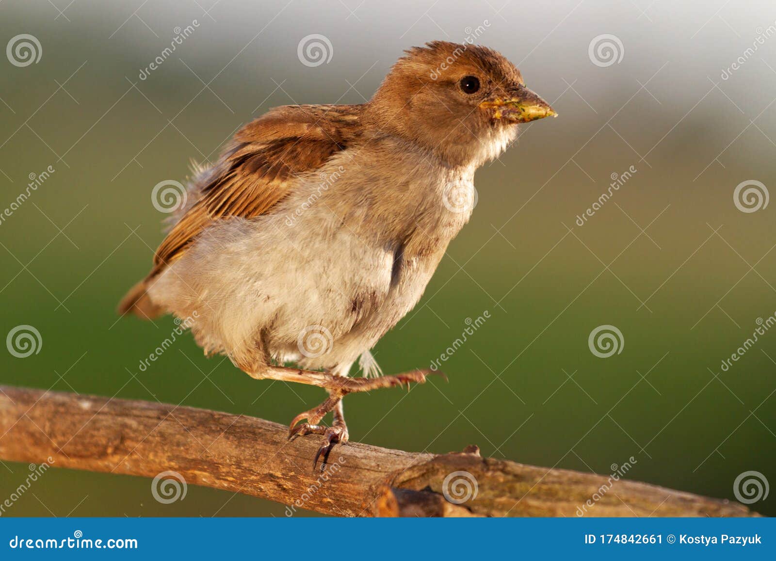 Young Sparrow Takes a Step To the First Flight Stock Image - Image of ...
