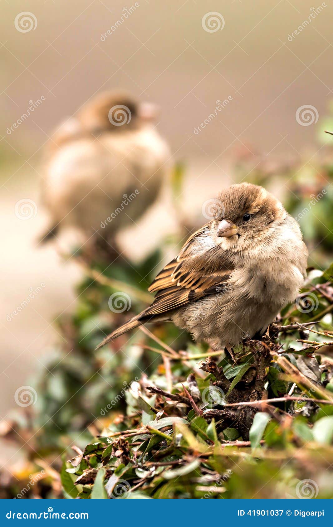 5 Young Sparrows Sitting On An Old Fence Royalty-Free Stock Photography ...