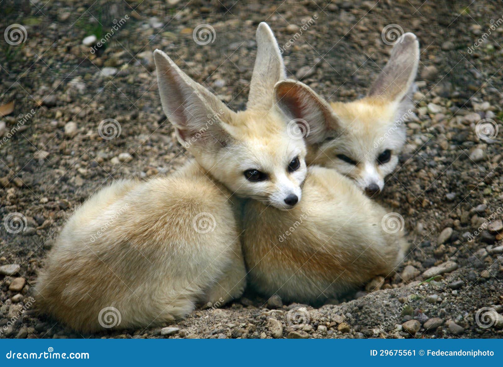 Young Specimens of Fennec Fox with Long Ears Stock Image - Image of ...