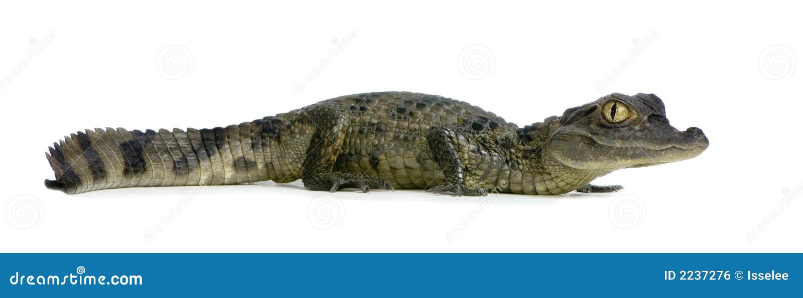 Young Spectacled Caiman stock photo. Image of jawbone - 2237276