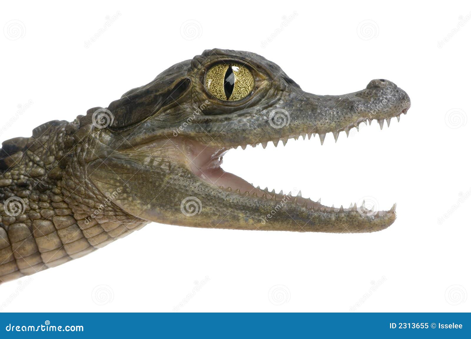 Spectacled Caiman, Caiman Crocodilus Royalty-Free Stock Photo ...