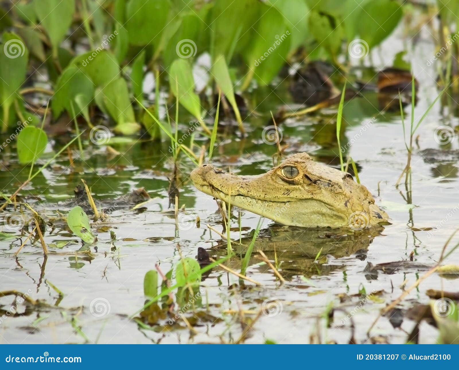 Young Spectacled Caiman Showing His Head Stock Image - Image of marsh ...
