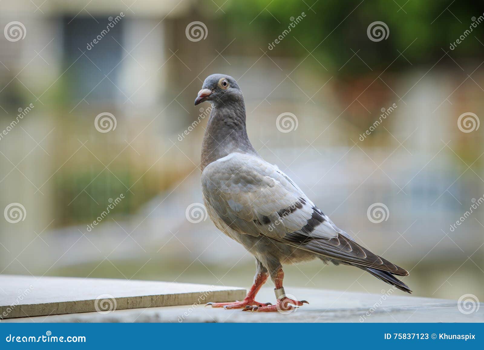 Young Speed Racing Pigeon Birds Stock Image - Image of gray, columba ...
