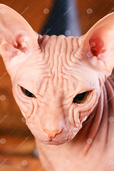 Young sphinx kitten stock photo. Image of domestic, purr - 6419900