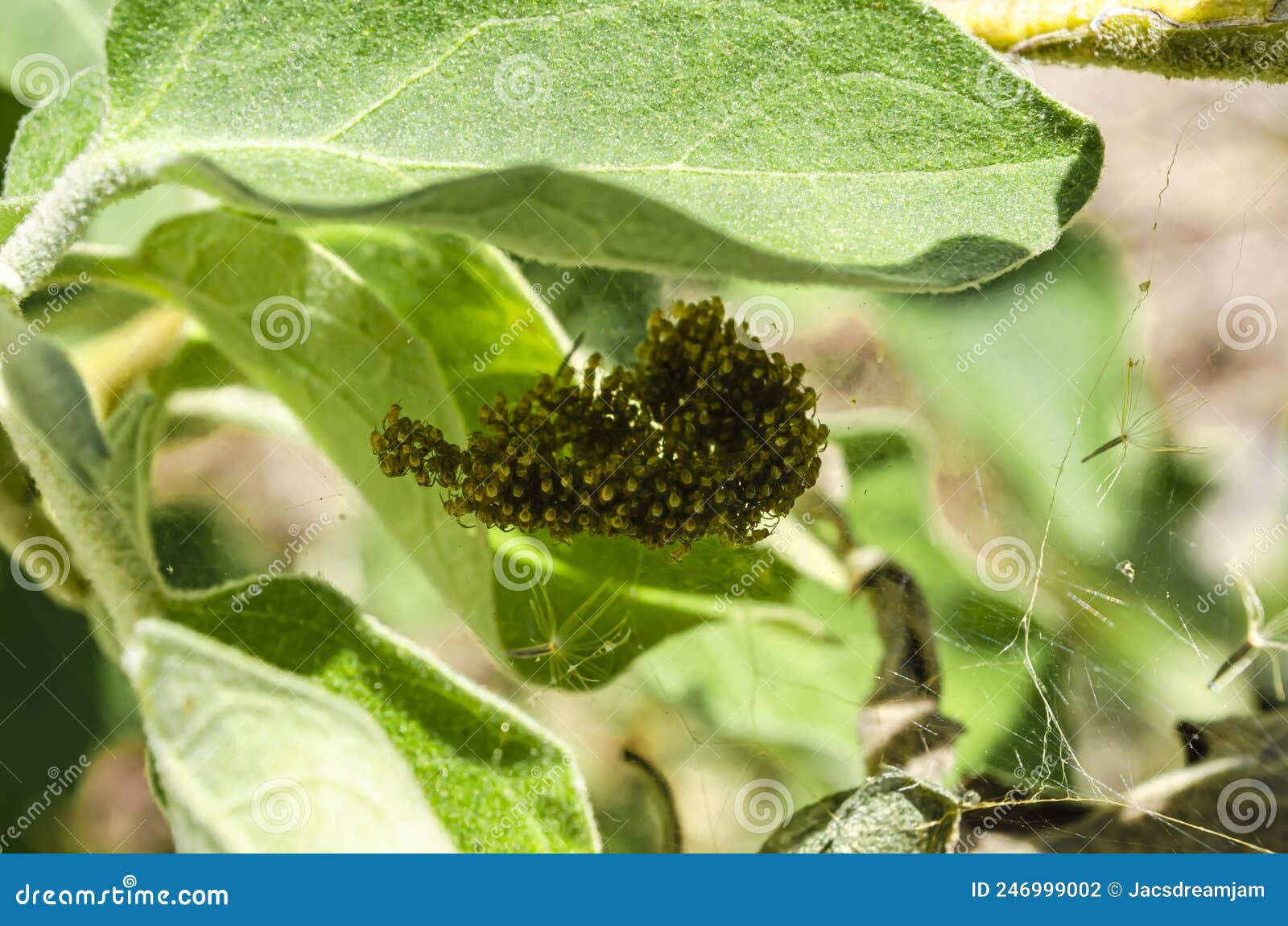 Young Spider Cluster Closeup Stock Photo - Image of nest, branches ...