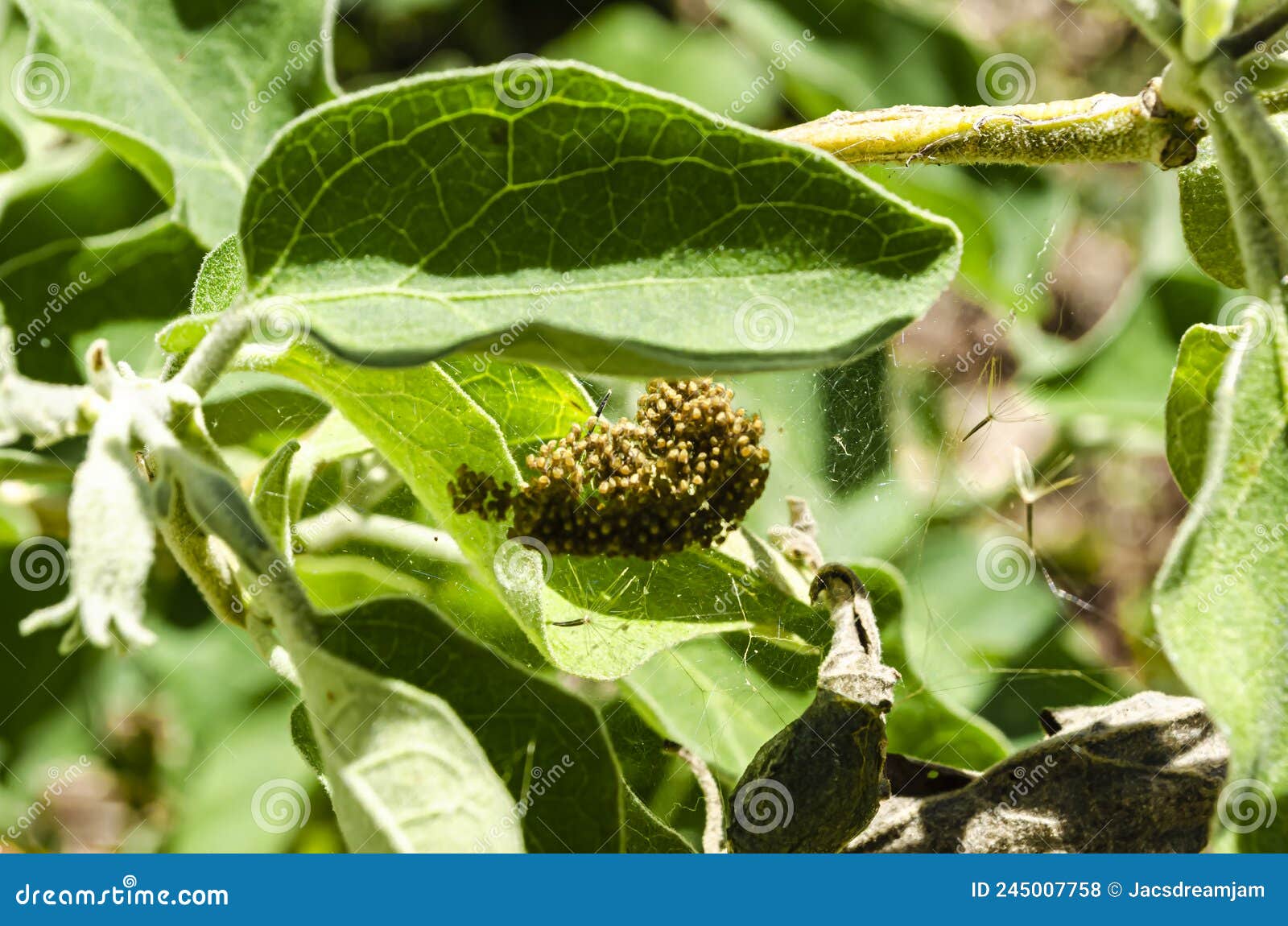 Young Spider Cluster stock photo. Image of arachnida - 245007758