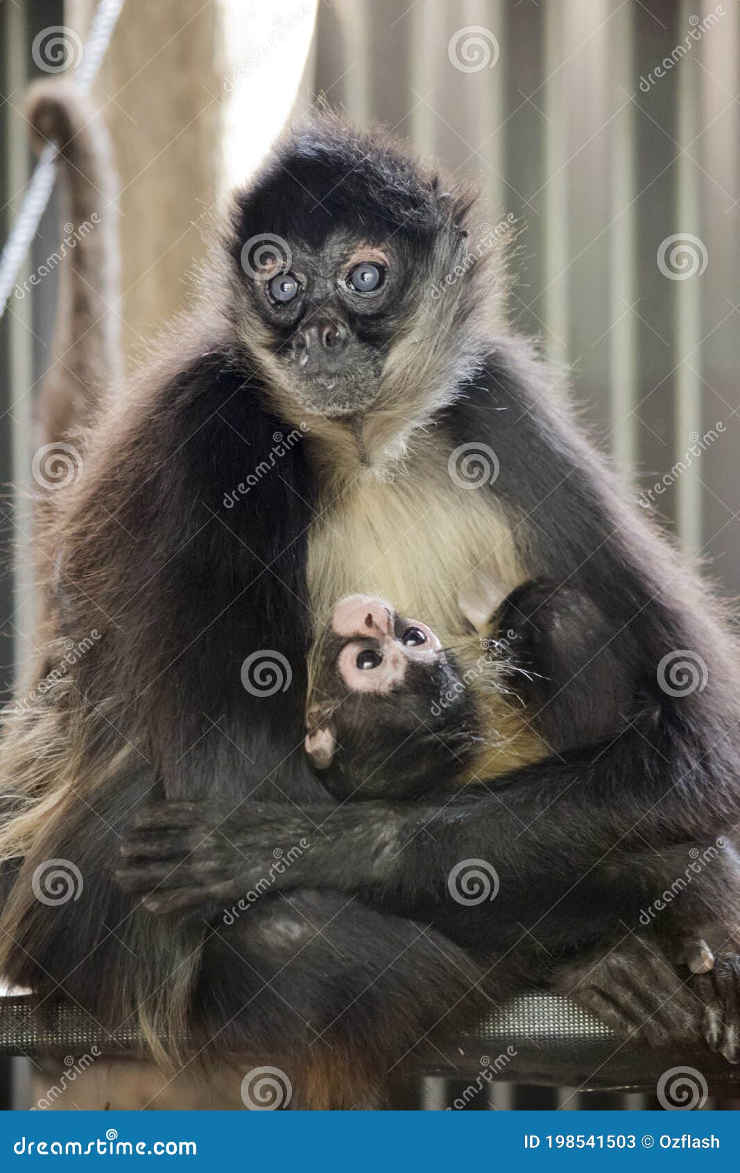 The Spider Monkey is Cuddling Her Baby Stock Image - Image of primate ...