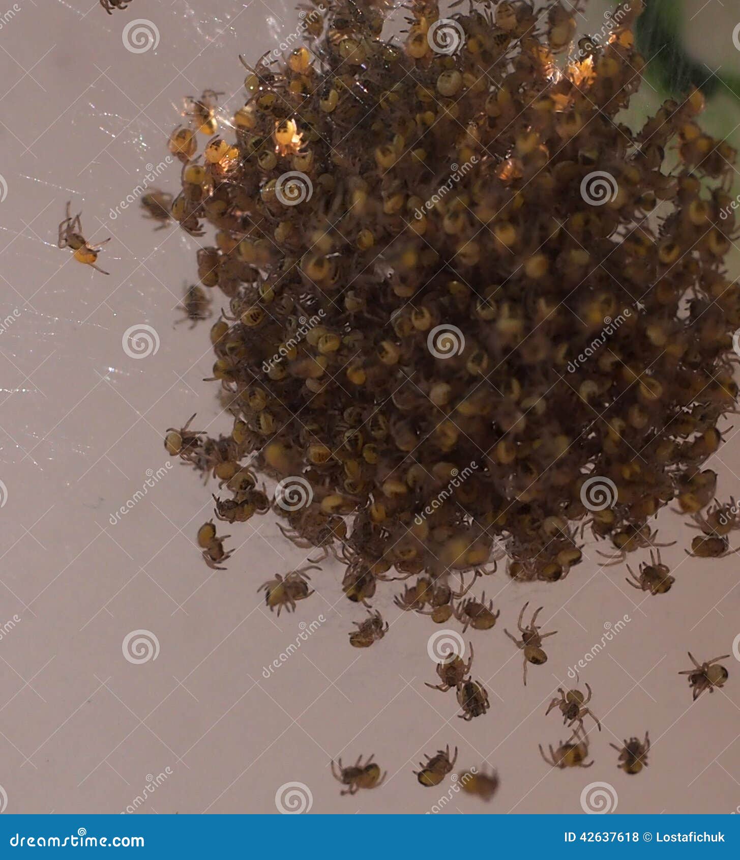 Young Spiders stock photo. Image of young, spin, predators - 42637618