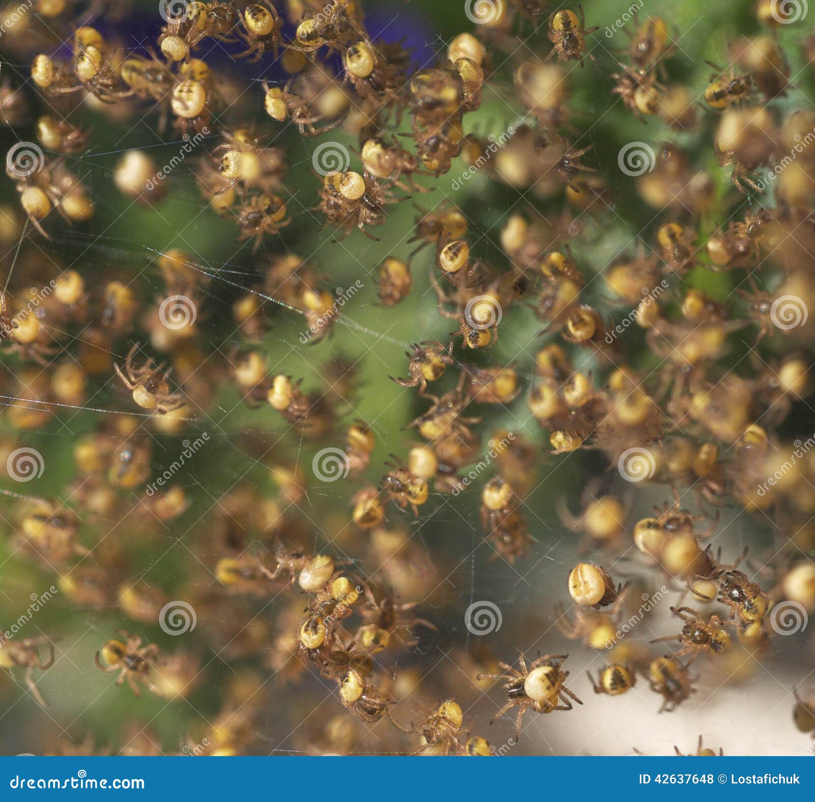 Young Spiders Royalty-Free Stock Image | CartoonDealer.com #42637648