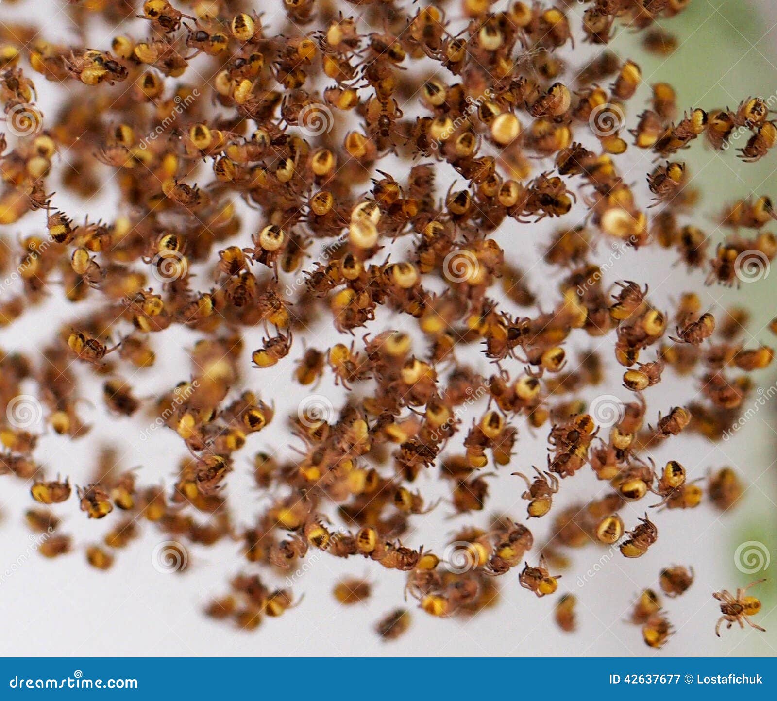 Young Spiders stock image. Image of hatchlings, eight - 42637677