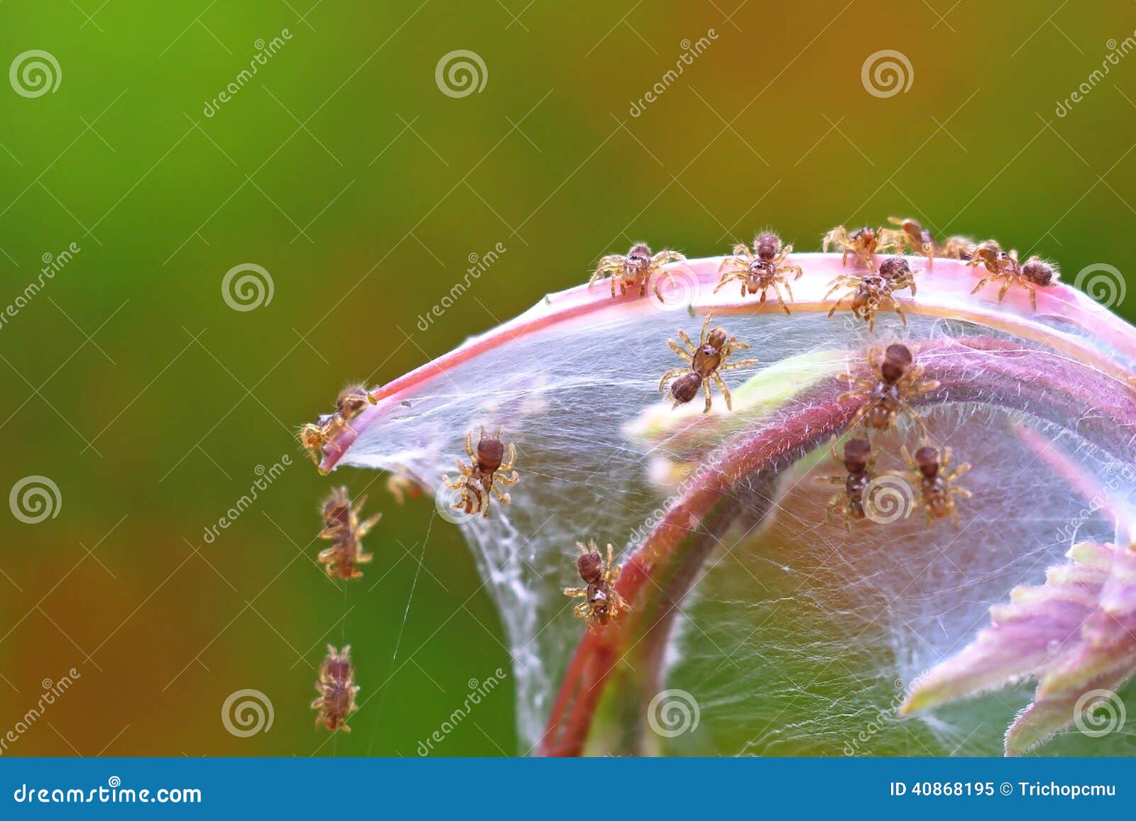 Young spiders on the web stock image. Image of arachnida - 40868195