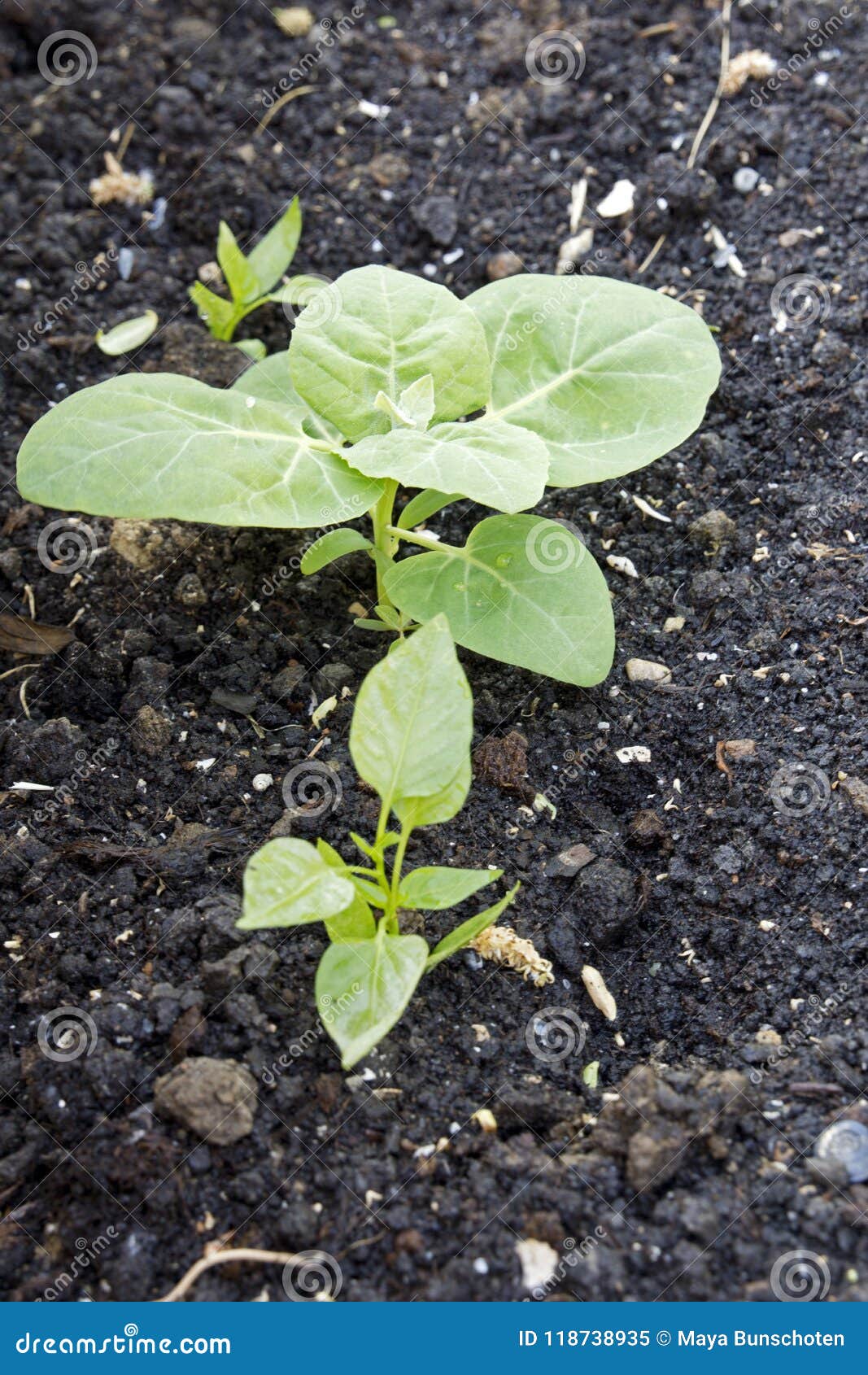 Young spinach plants stock image. Image of garlc, kale - 118738935