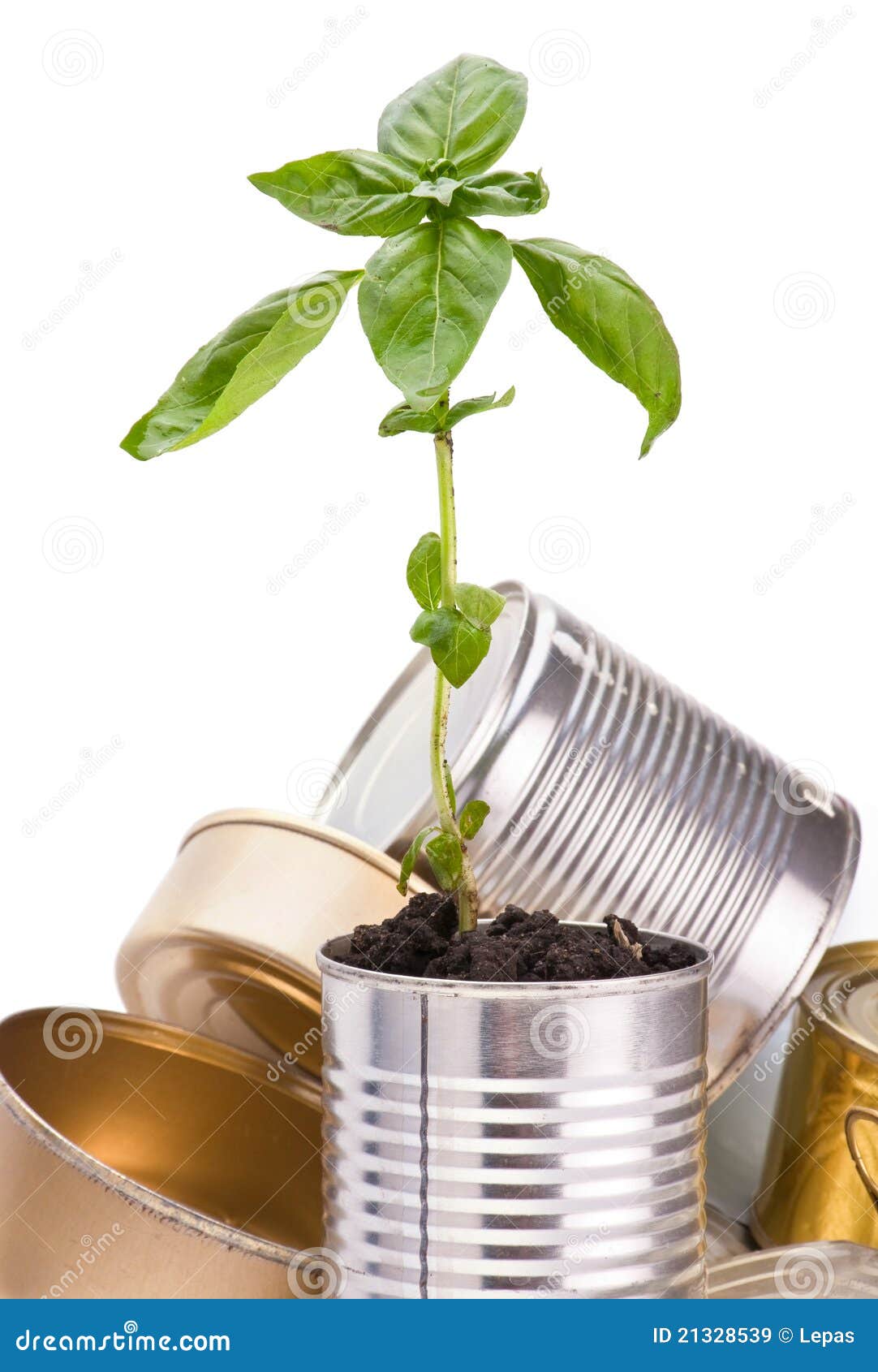 Young spinach vegetable stock image. Image of green, leave - 21328539