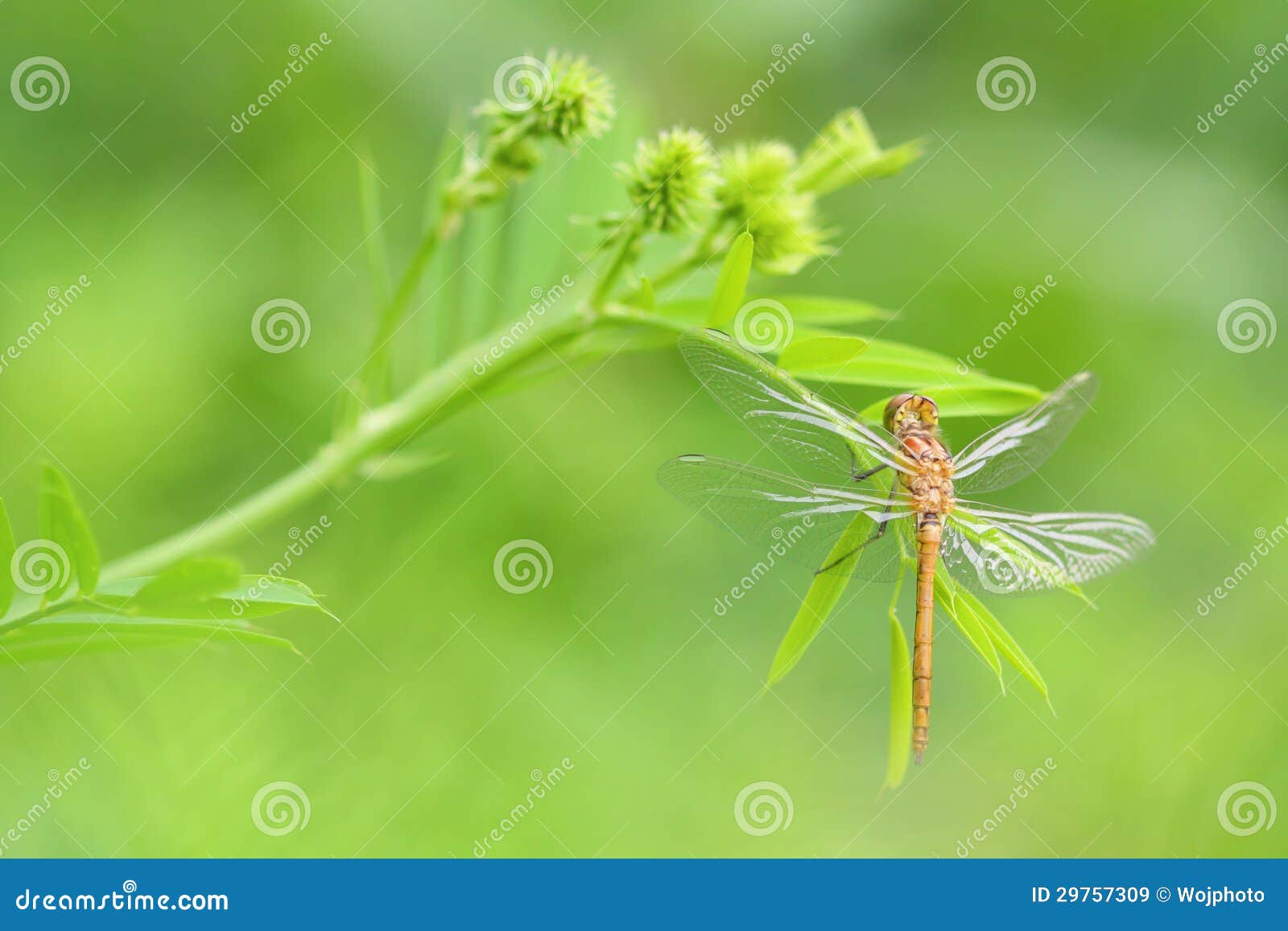 Young Spotted Darter Dragonfly Stock Image - Image of marsh, garden ...