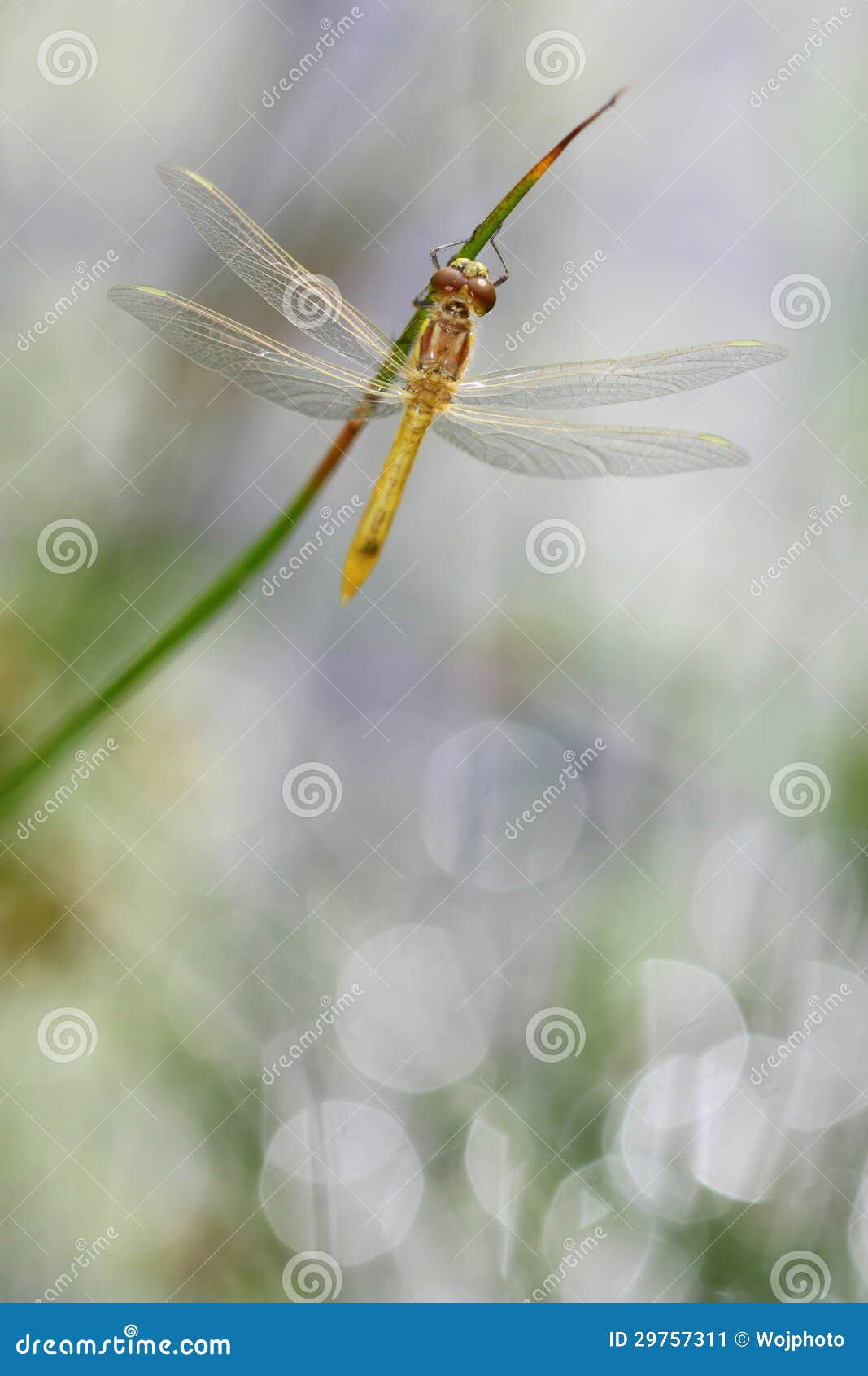 Young Spotted Darter Dragonfly Stock Image - Image of entomology, bokeh ...