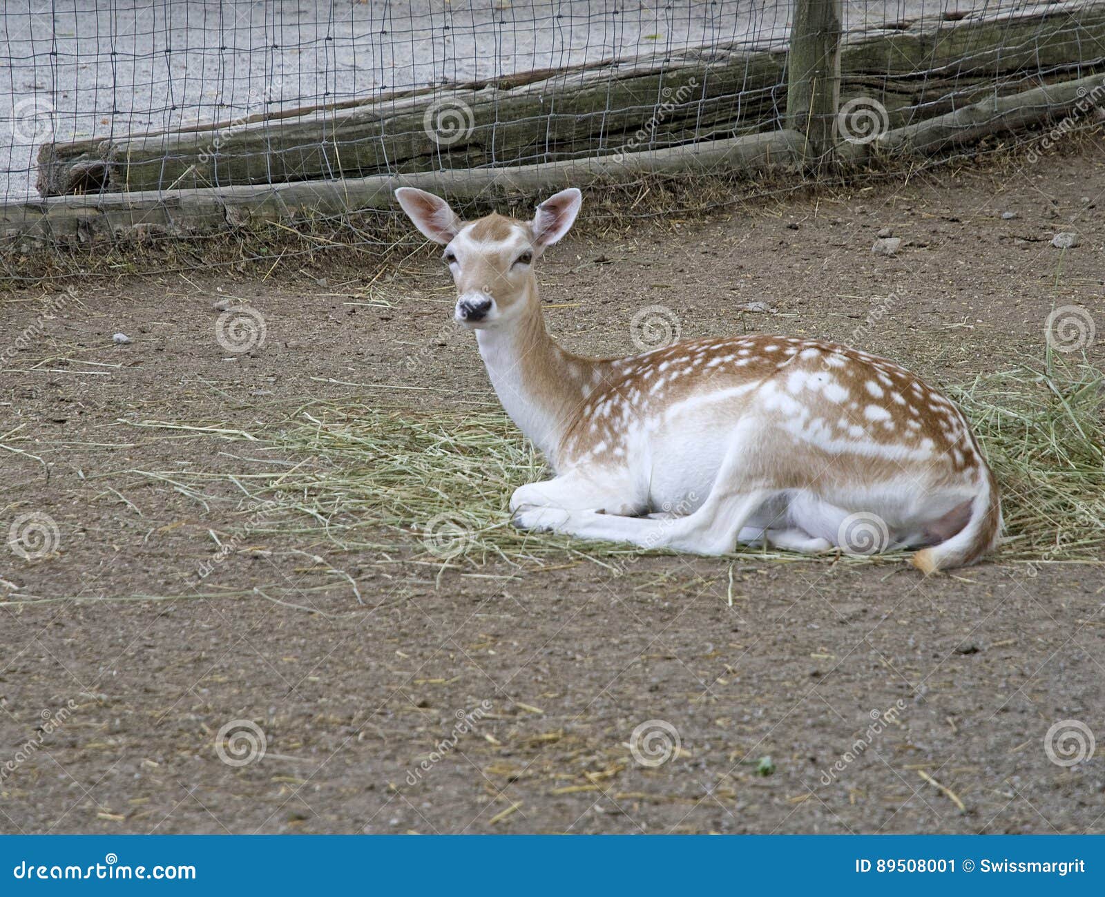 Young spotted deer sitting stock image. Image of wildlife - 89508001
