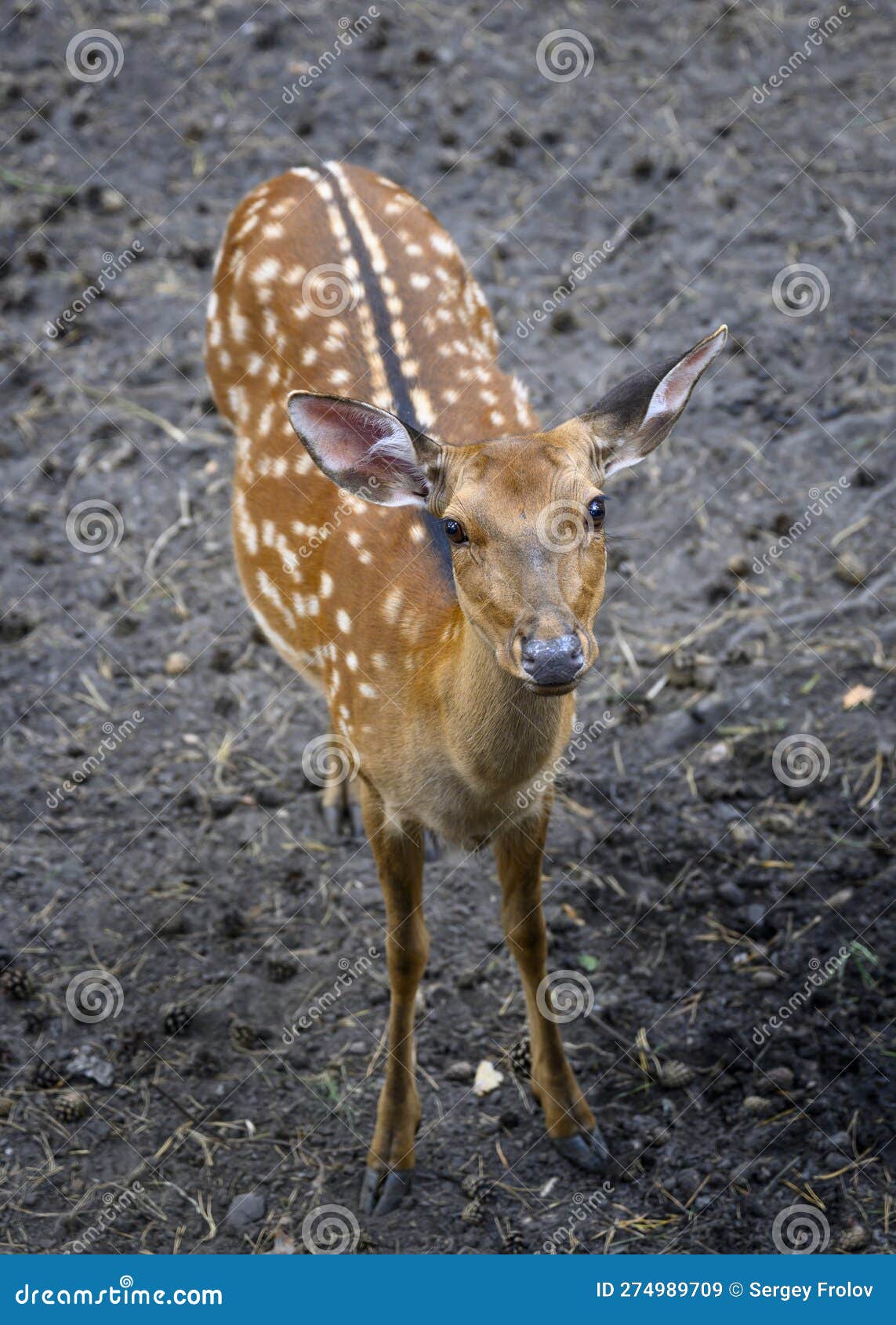 A Young Spotted Fawn in a Forest Clearing Stock Image - Image of ...