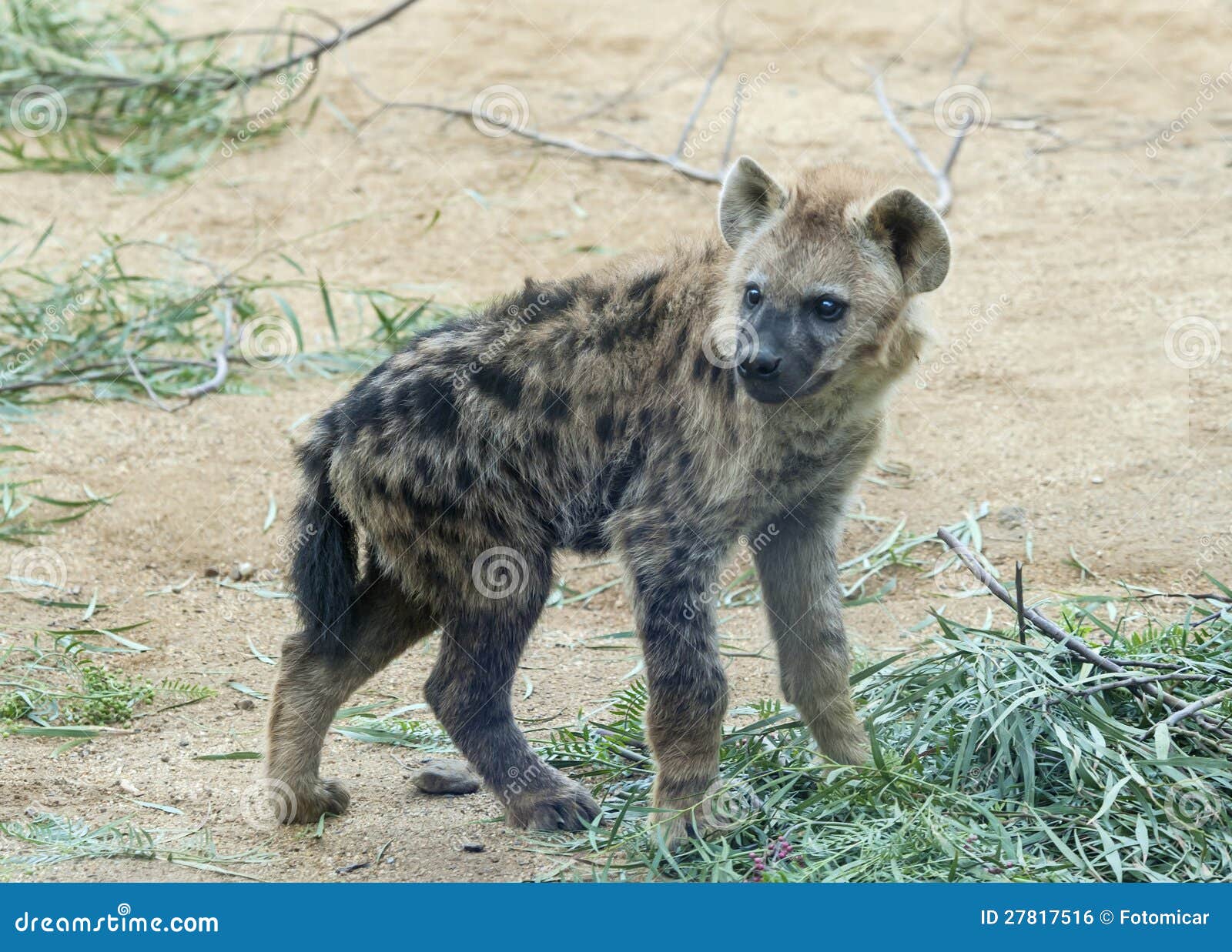 Young Spotted Hyena cub stock photo. Image of stocky - 27817516