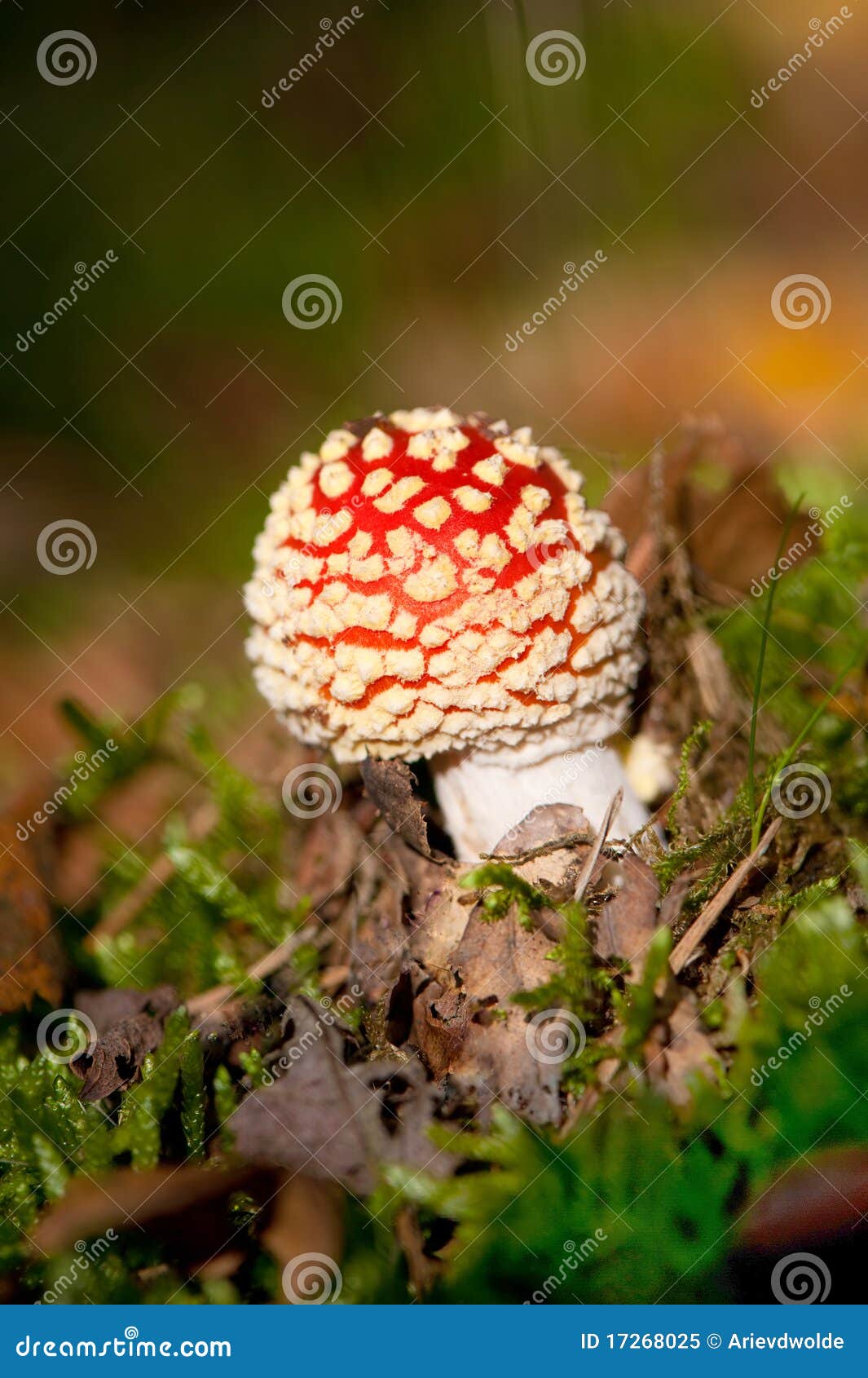 Young spotted toadstool stock image. Image of amanita - 17268025