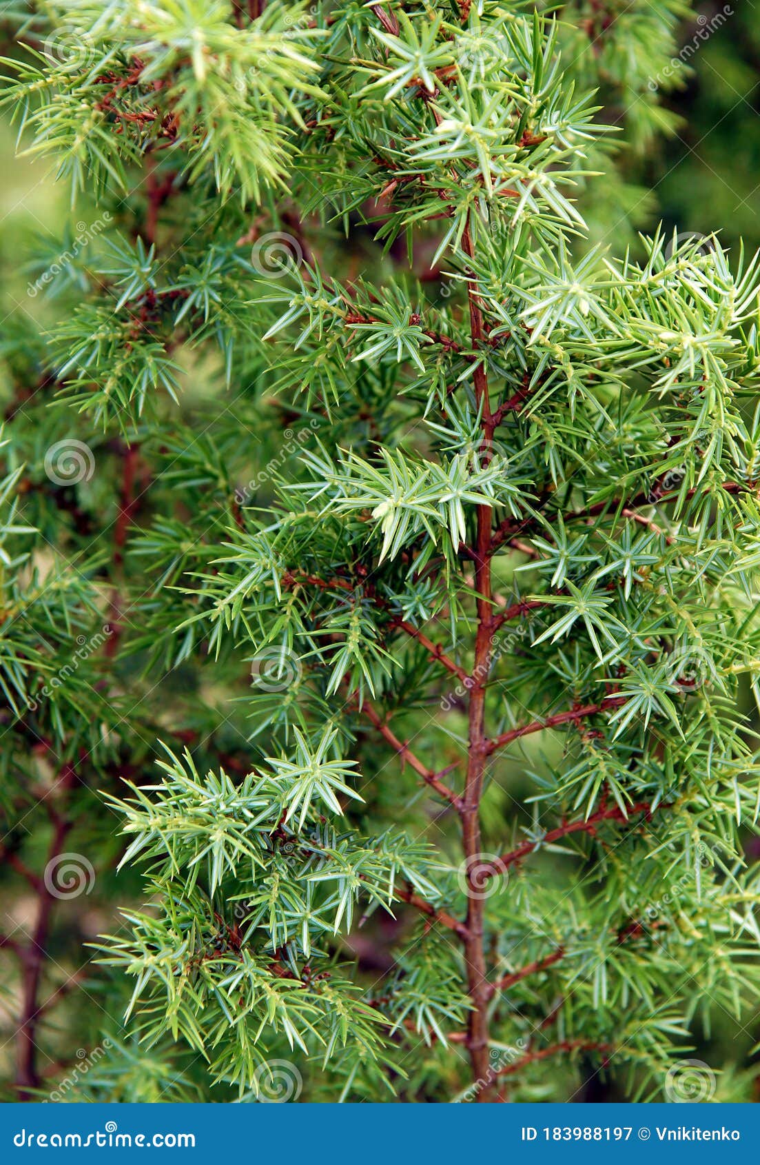 Young Sprig of the Common Juniper Stock Image - Image of food ...