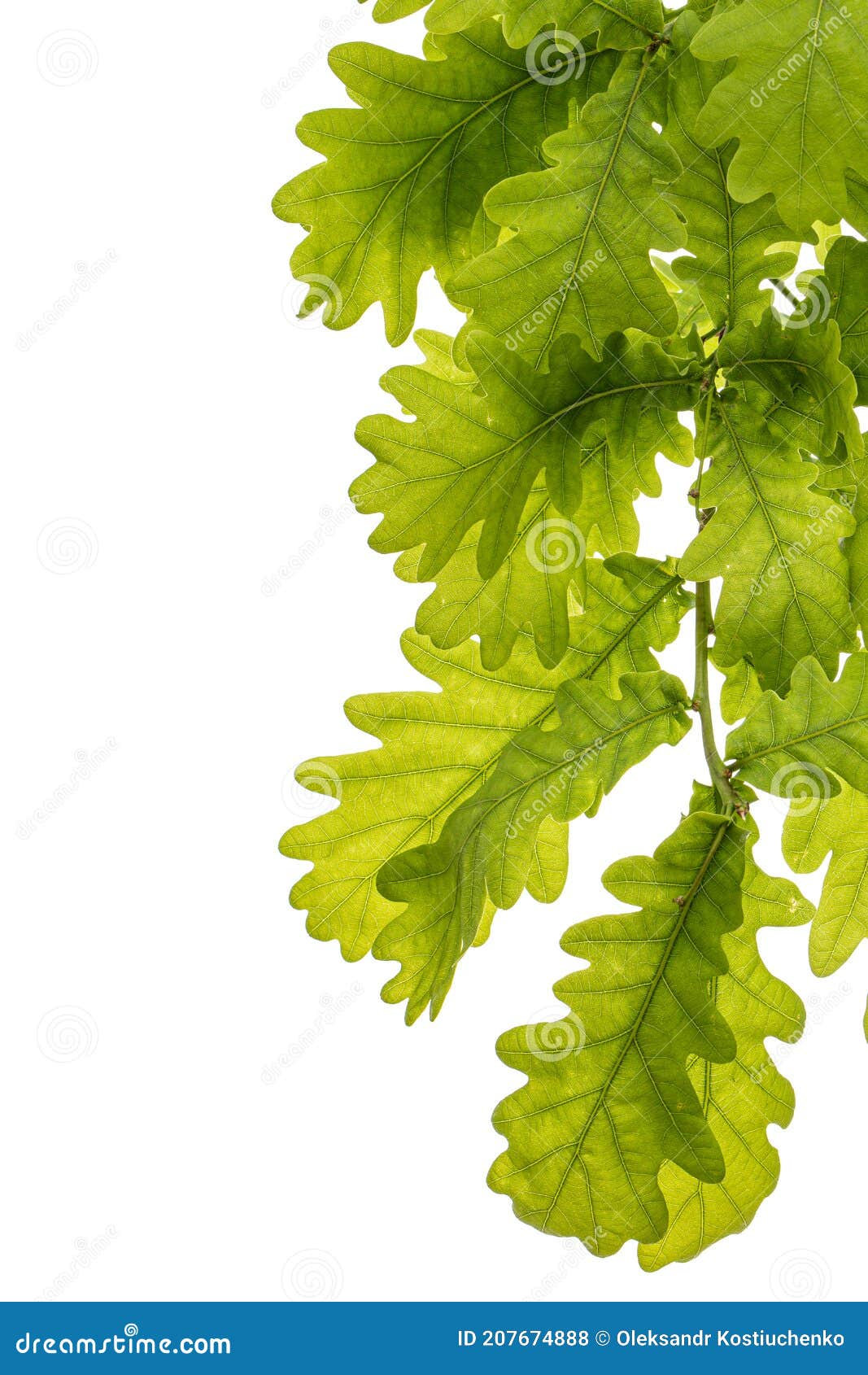 Young Sprig of Oak with Leaves, Isolated on White Background Stock ...