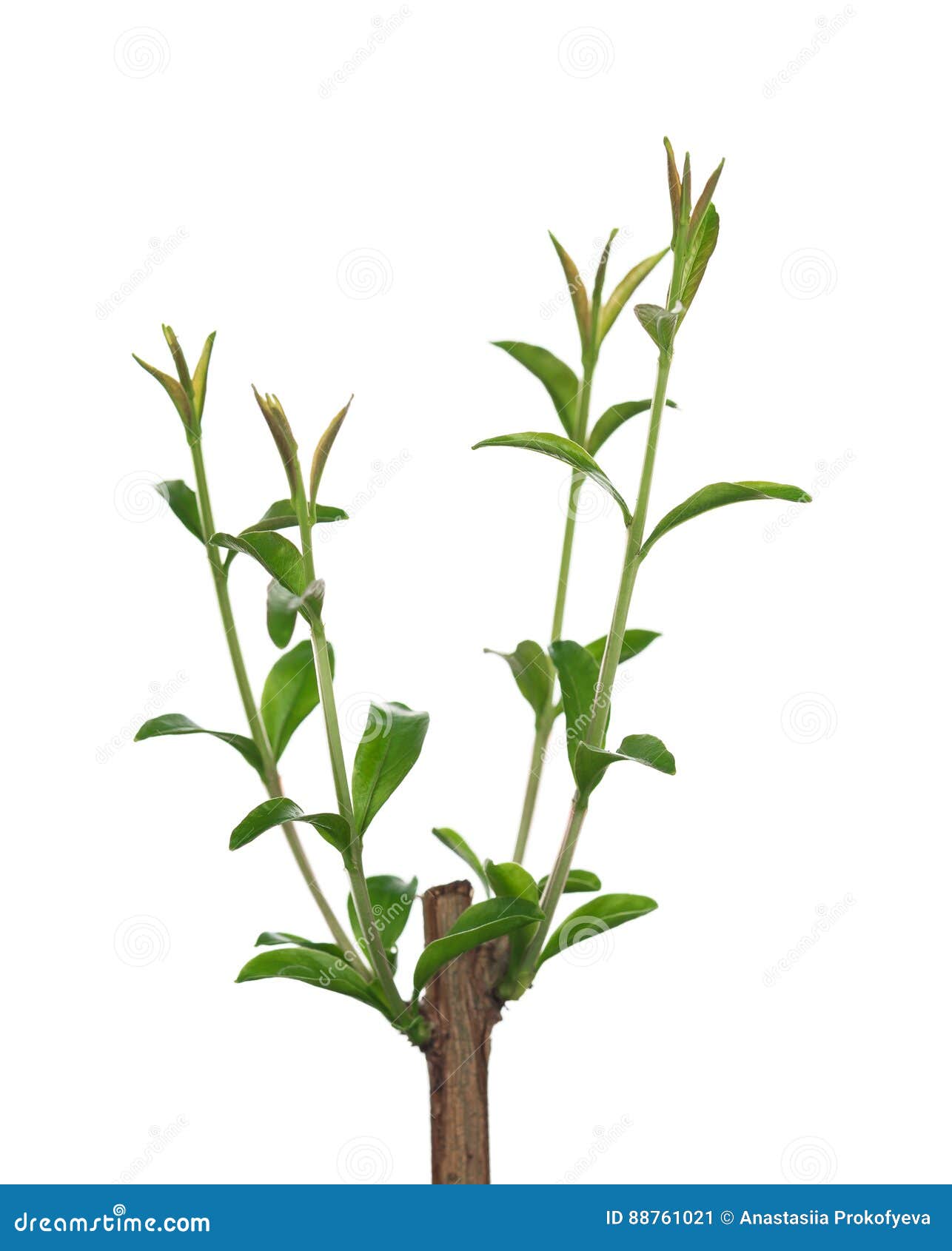 Young spring branch stock image. Image of light, freshness - 88761021