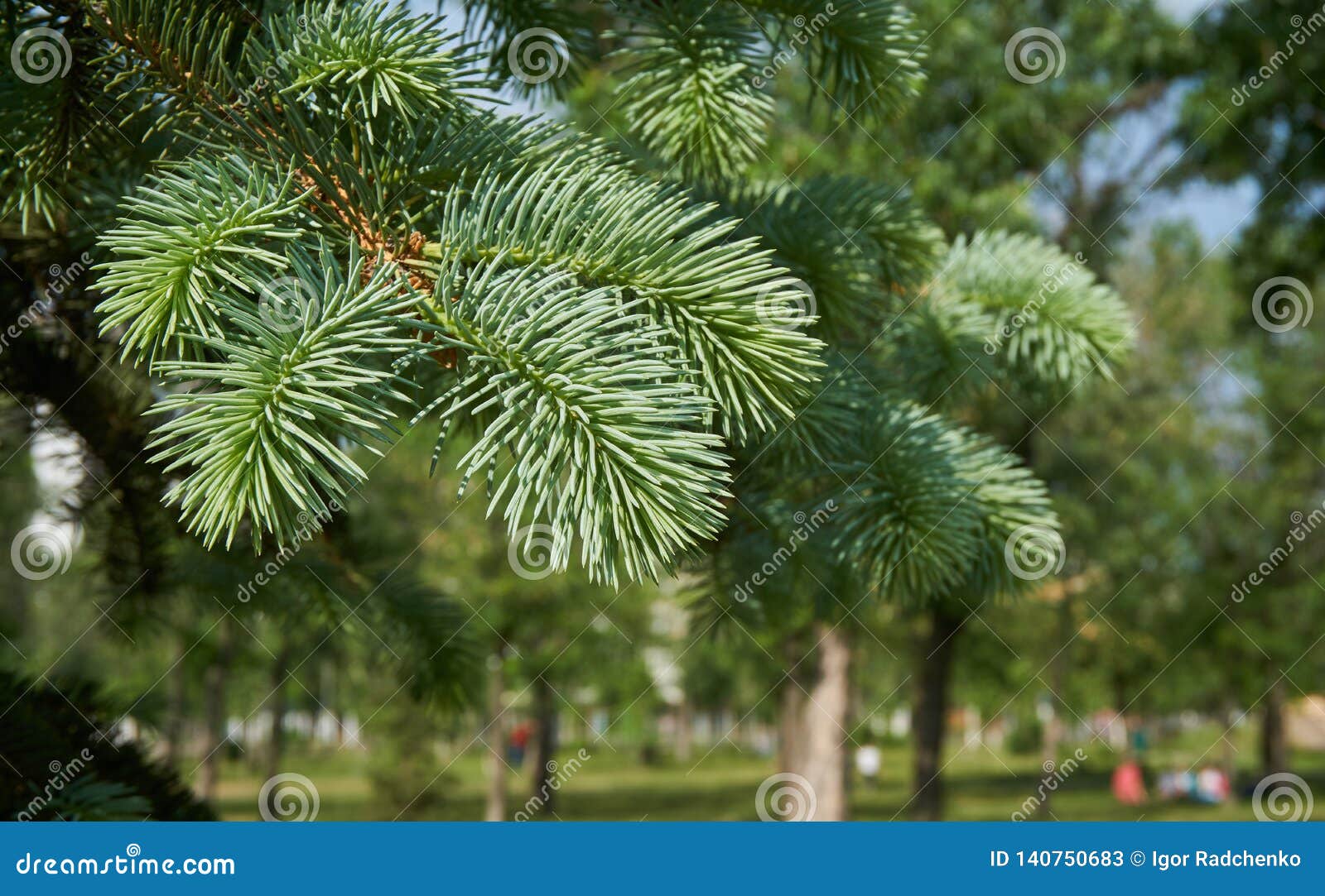 Young Spring Branches Fir Tree Stock Image - Image of timber, pulp ...