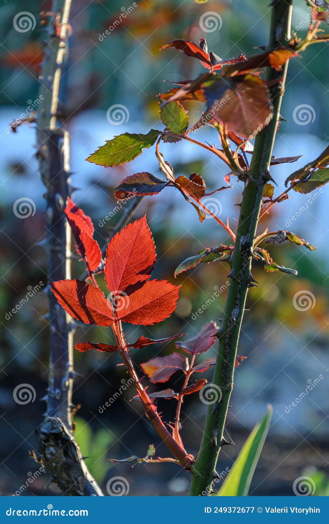 Young Spring Branches of Roses are Dark Red. Stock Image - Image of ...