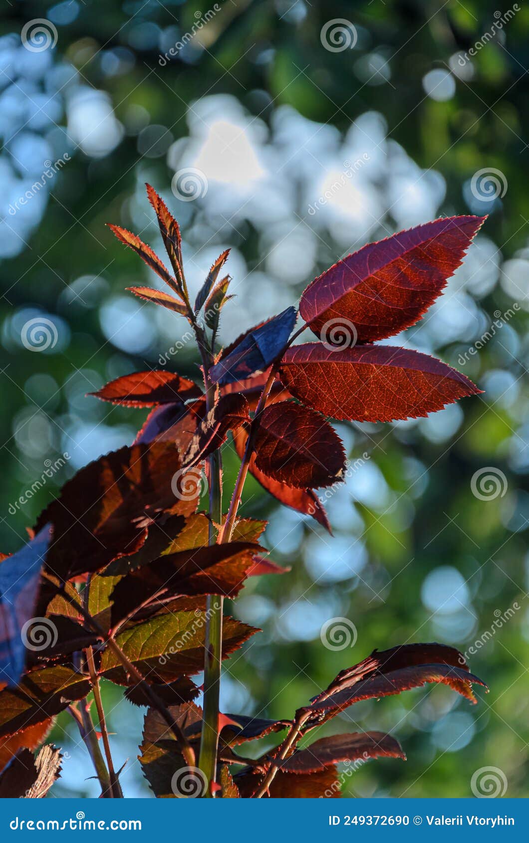 Young Spring Branches of Roses are Dark Red. Stock Photo - Image of ...