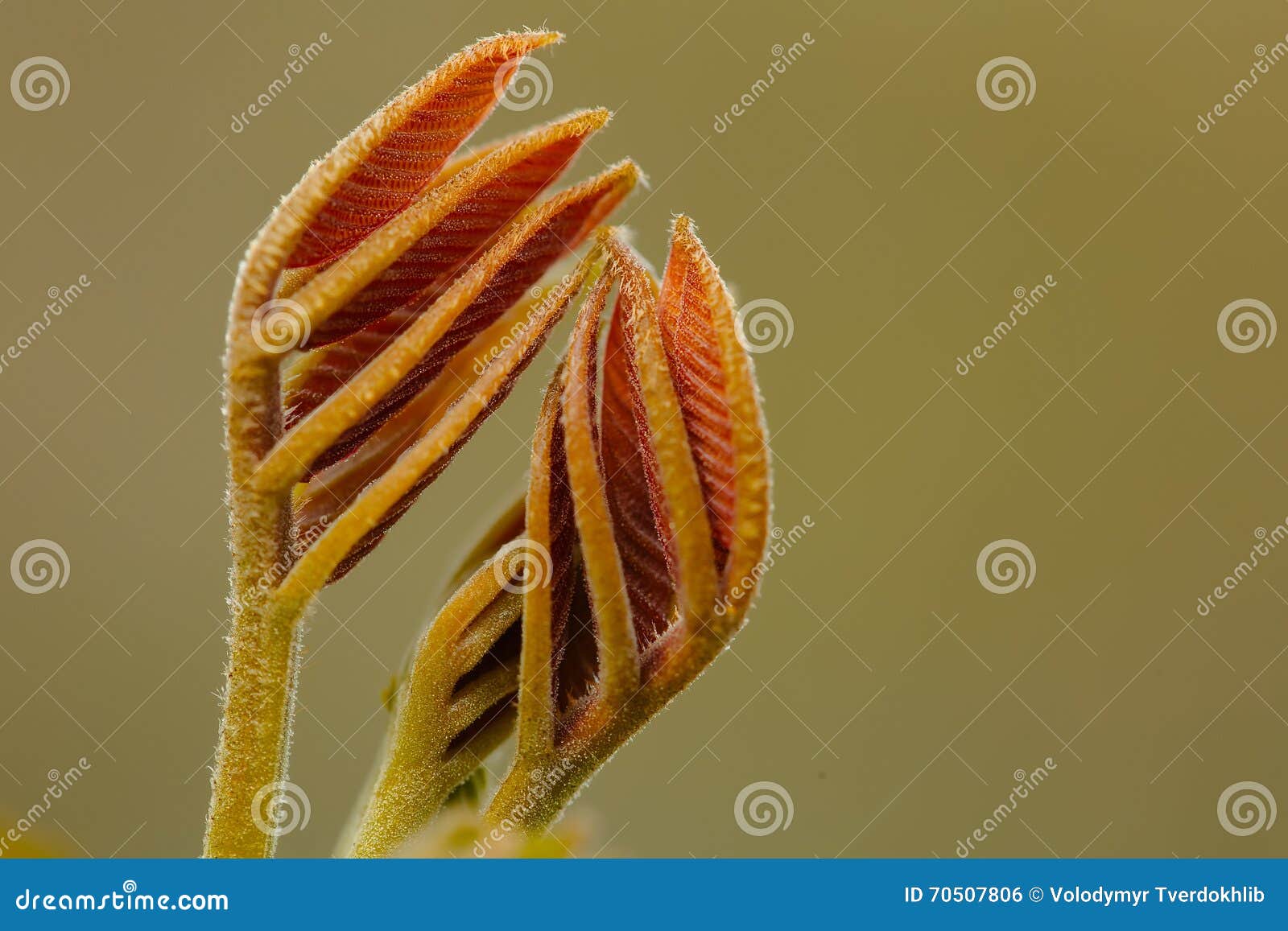 Young spring buds stock photo. Image of garden, blossoming - 70507806