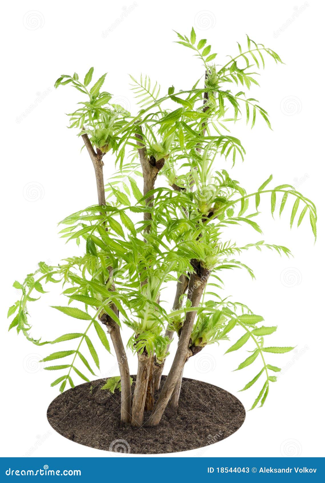 Young Spring Bush Sapling on Bed Stock Image - Image of sapling, young ...