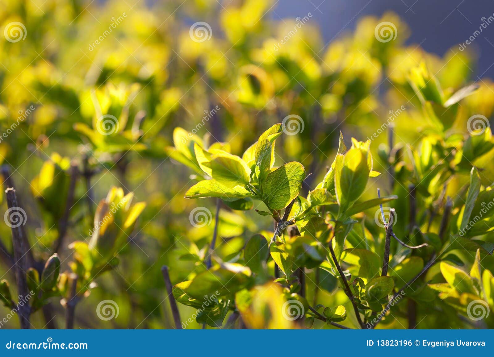 Young spring foliage stock photo. Image of space, morning - 13823196
