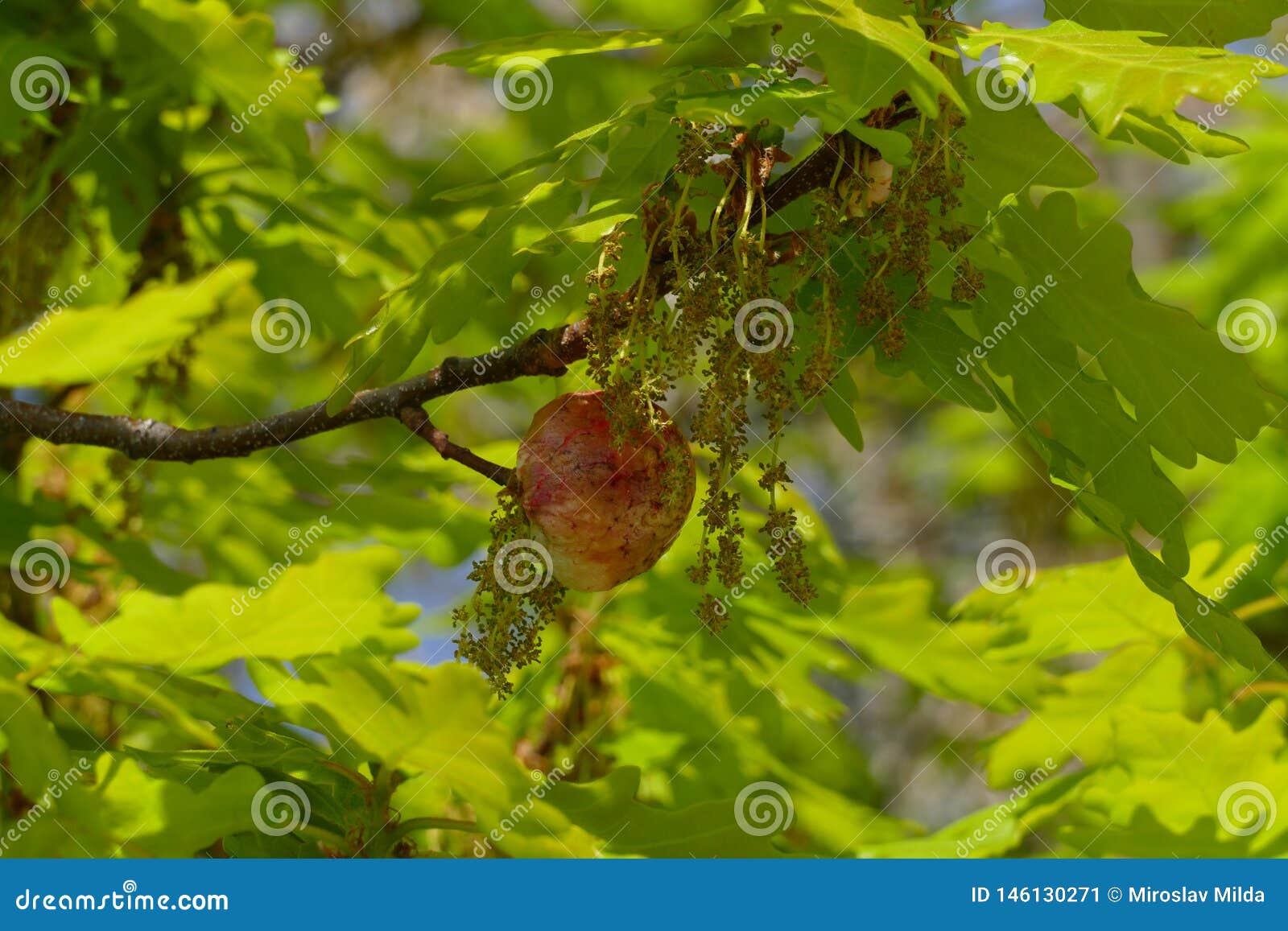 Young fresh oak apple stock image. Image of oakapple - 146130271