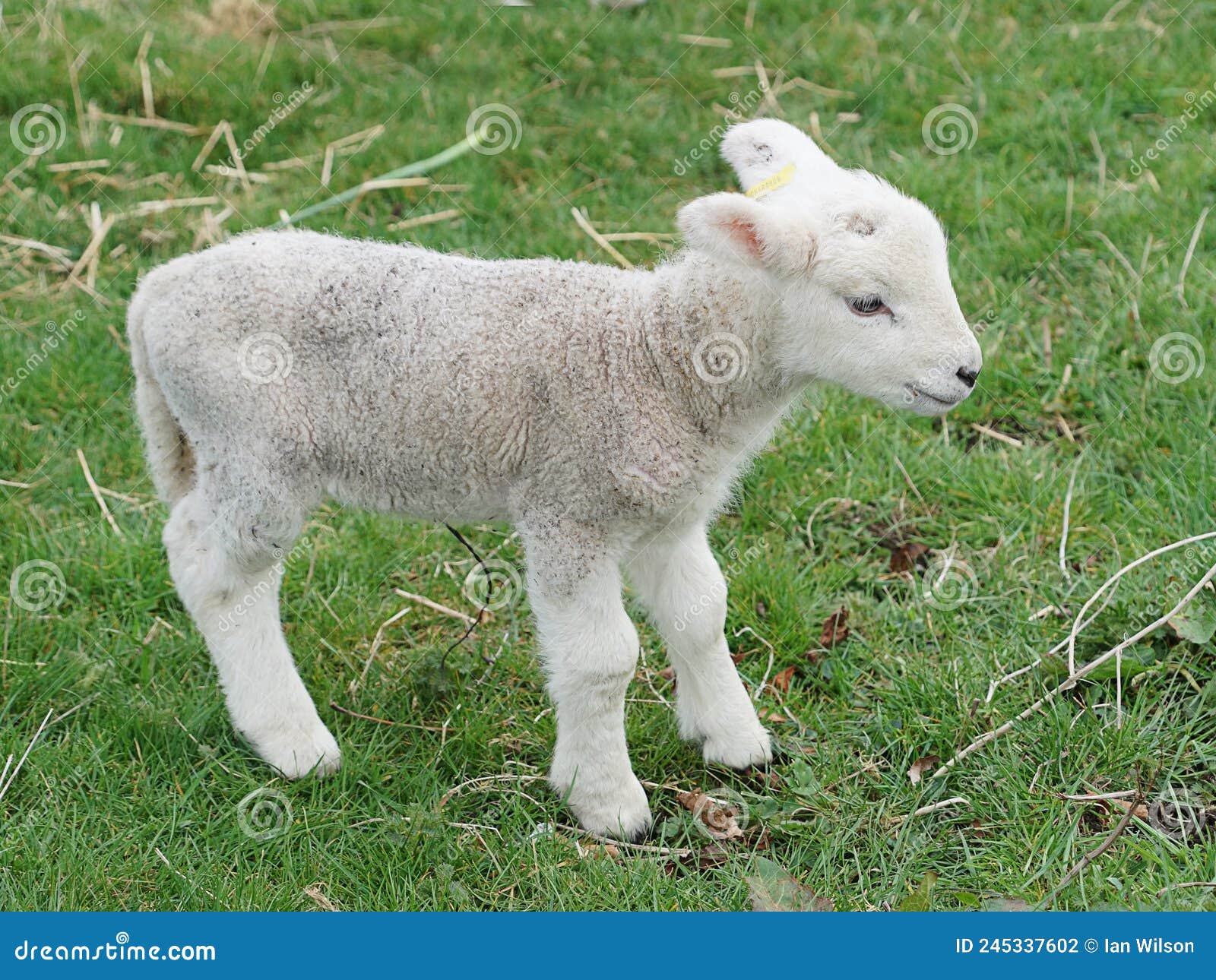 Cute Young Spring Lamb Playing Stock Photo - Image of three, adorable ...