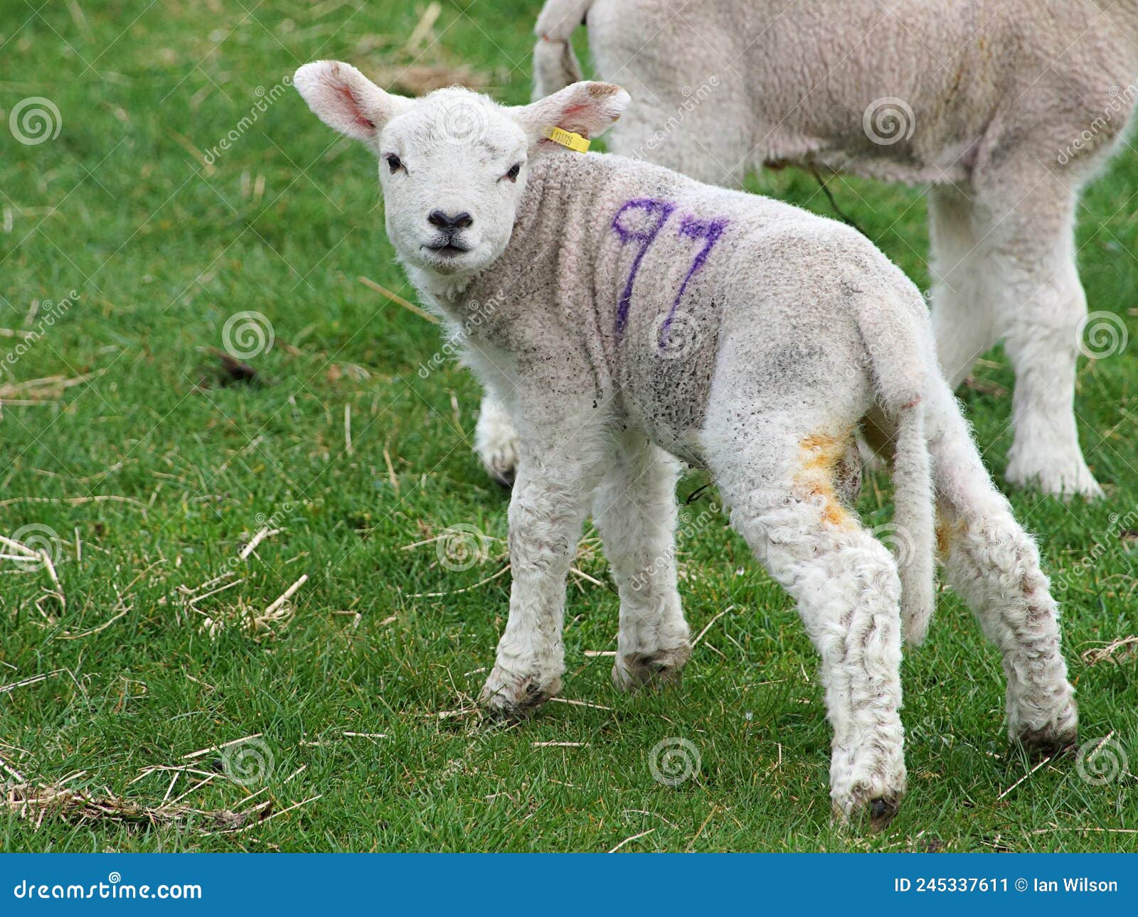 Cute Young Spring Lamb Playing Stock Image - Image of three, lamb ...