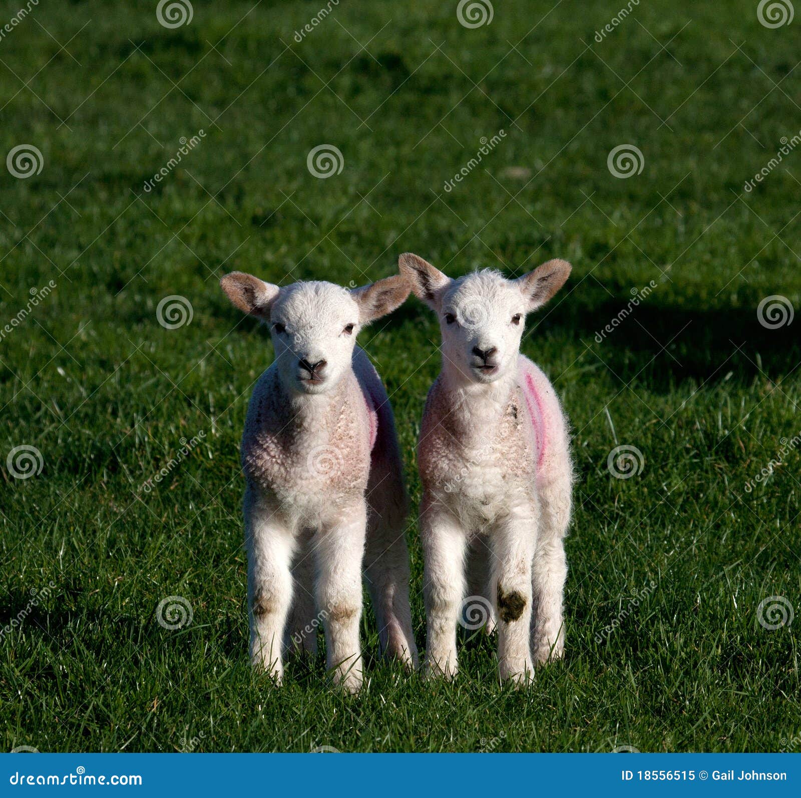 Young spring lambs stock image. Image of wales, farm - 18556515