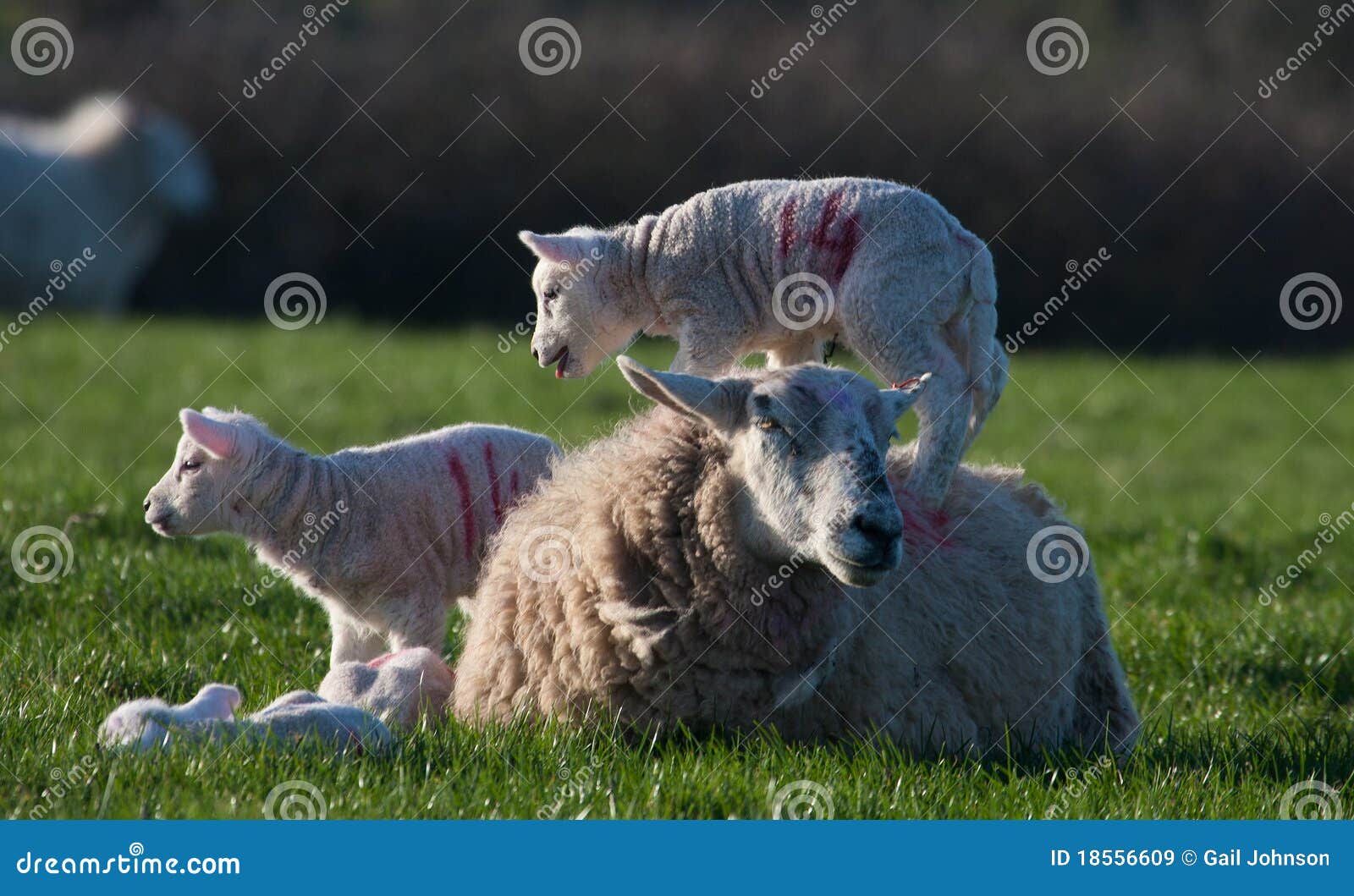Young spring lambs stock image. Image of herd, anglesey - 18556609