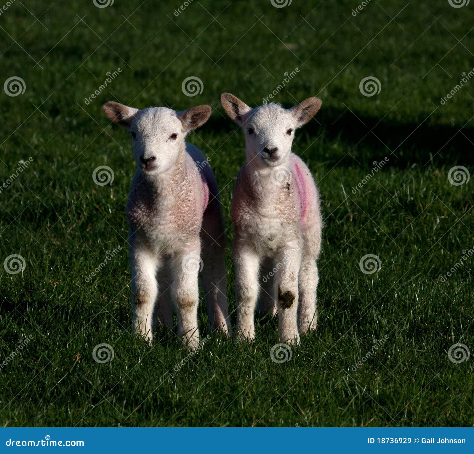 Young spring lambs stock image. Image of cute, animal - 18736929