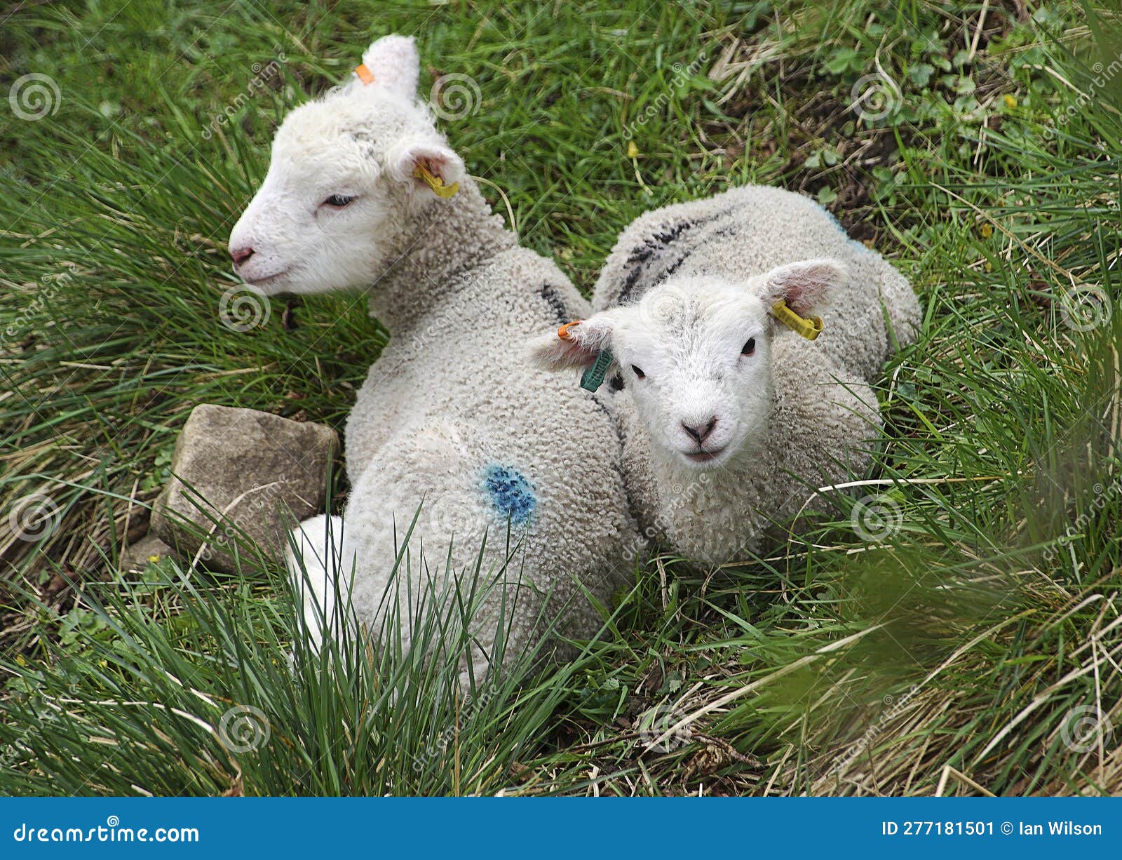 Young Spring Lambs stock image. Image of grass, adorable - 277181501