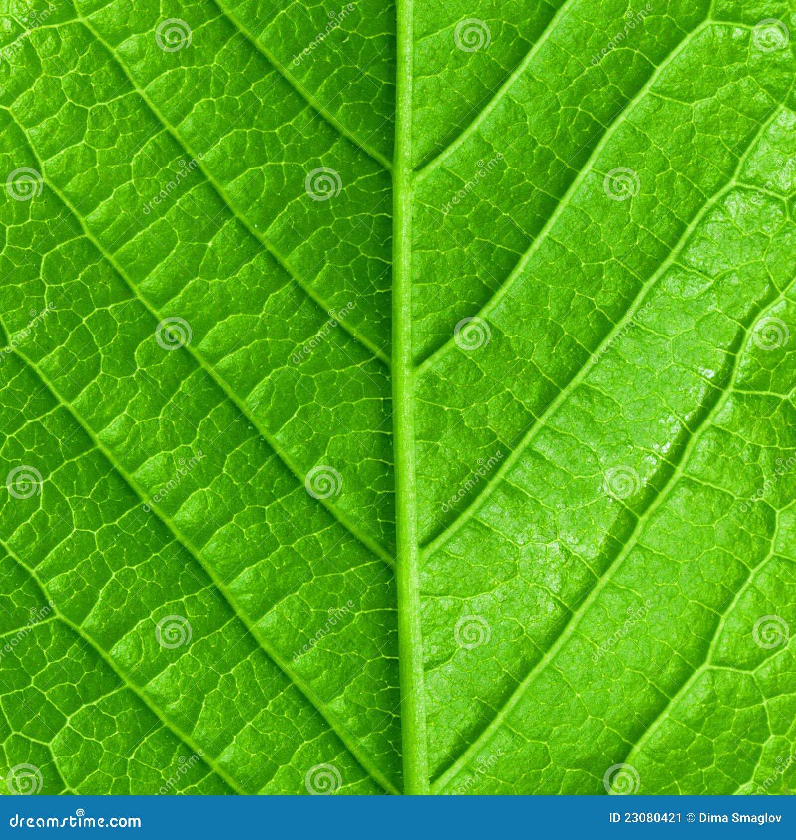 Young spring leaf stock image. Image of background, foliage - 23080421